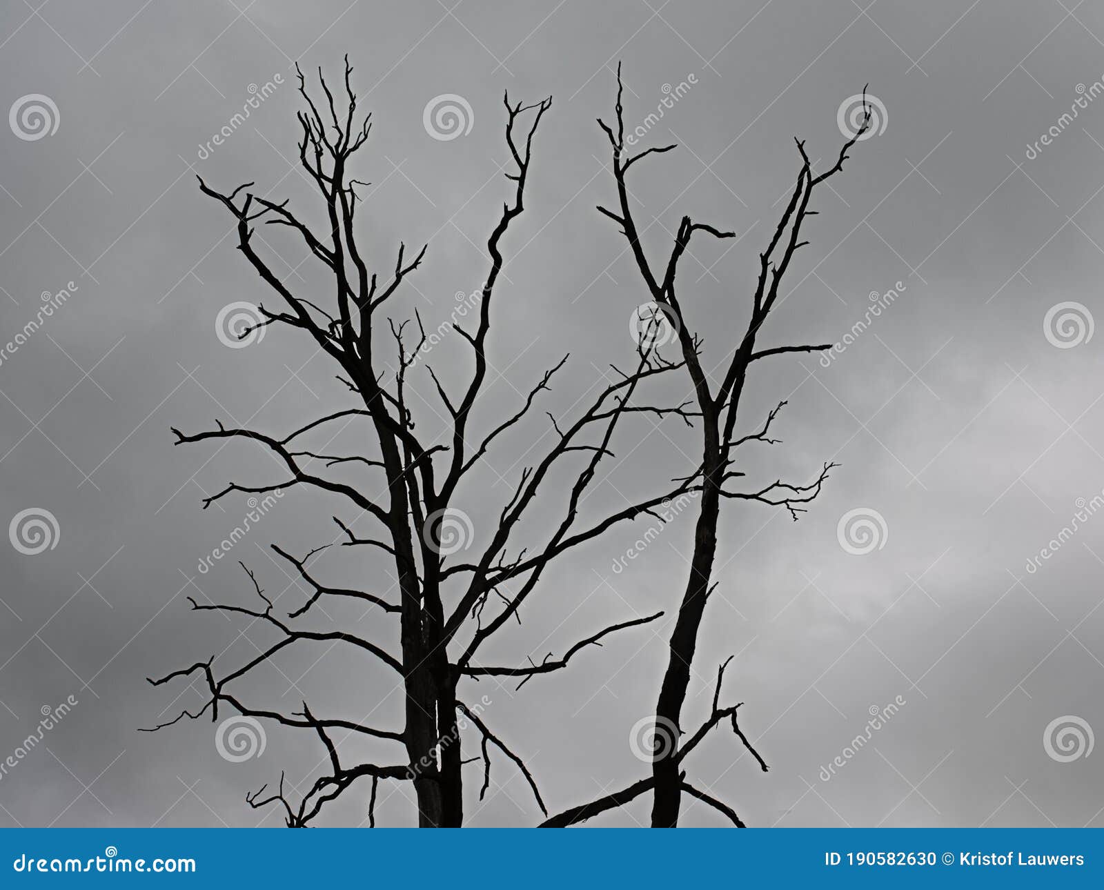 Bare Branches of a Dead Oak Tree Stock Photo - Image of crown, copy ...