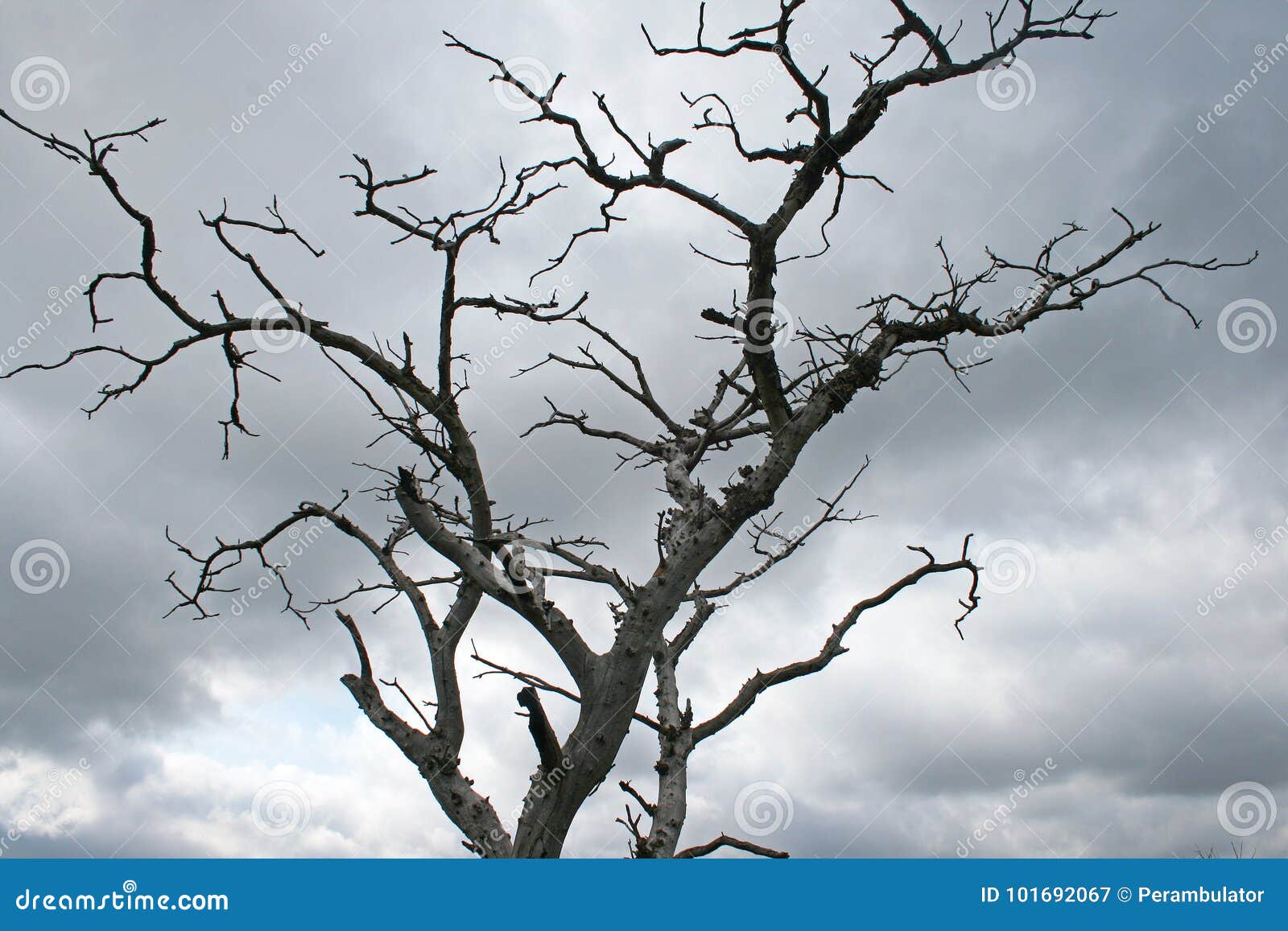 GREY BRANCHES of DRY TREE AGAINST a CLOUDY SKY Stock Image - Image of ...