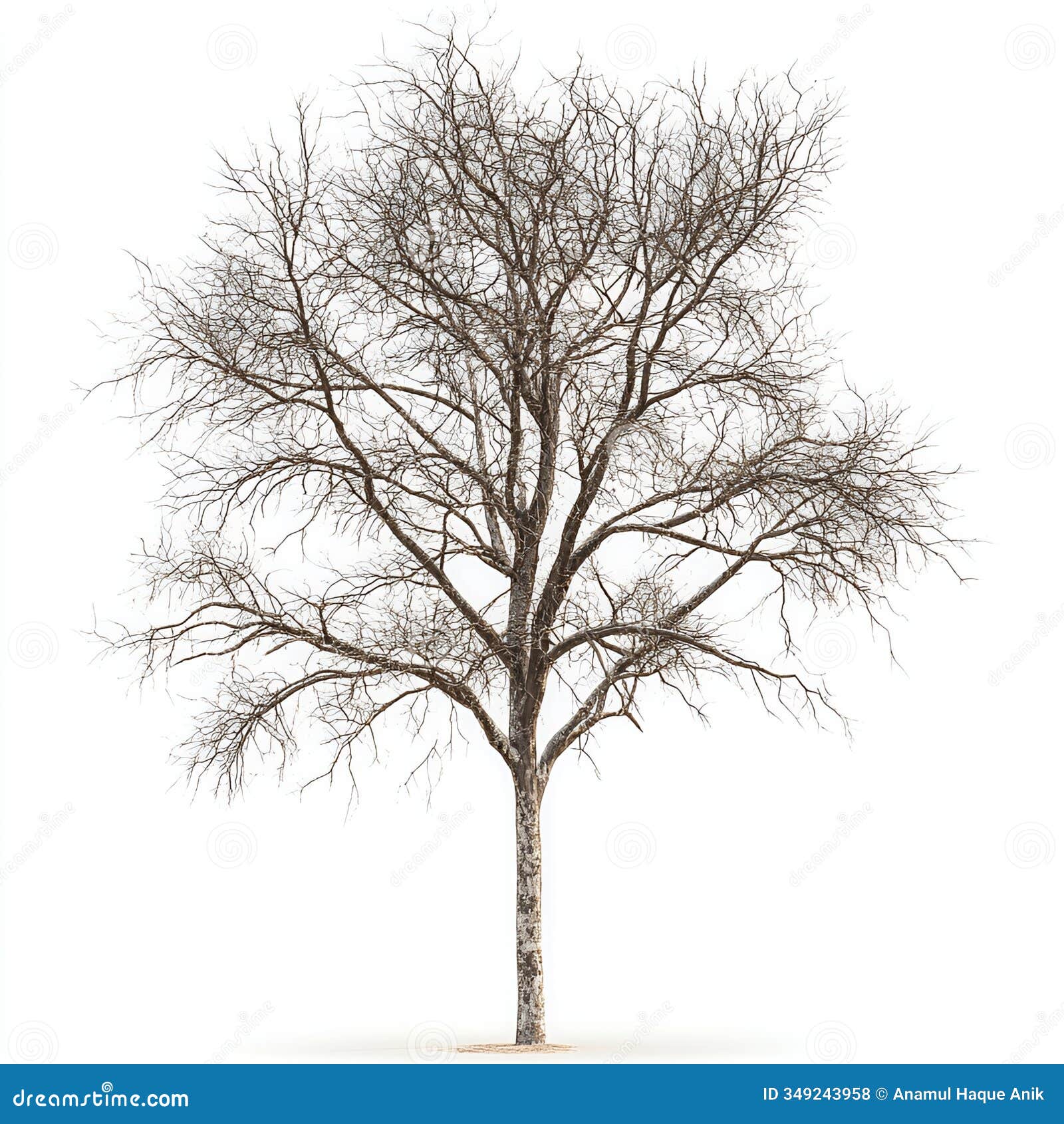Bare Branches of a Deciduous Tree Stand Out Against a White Background ...
