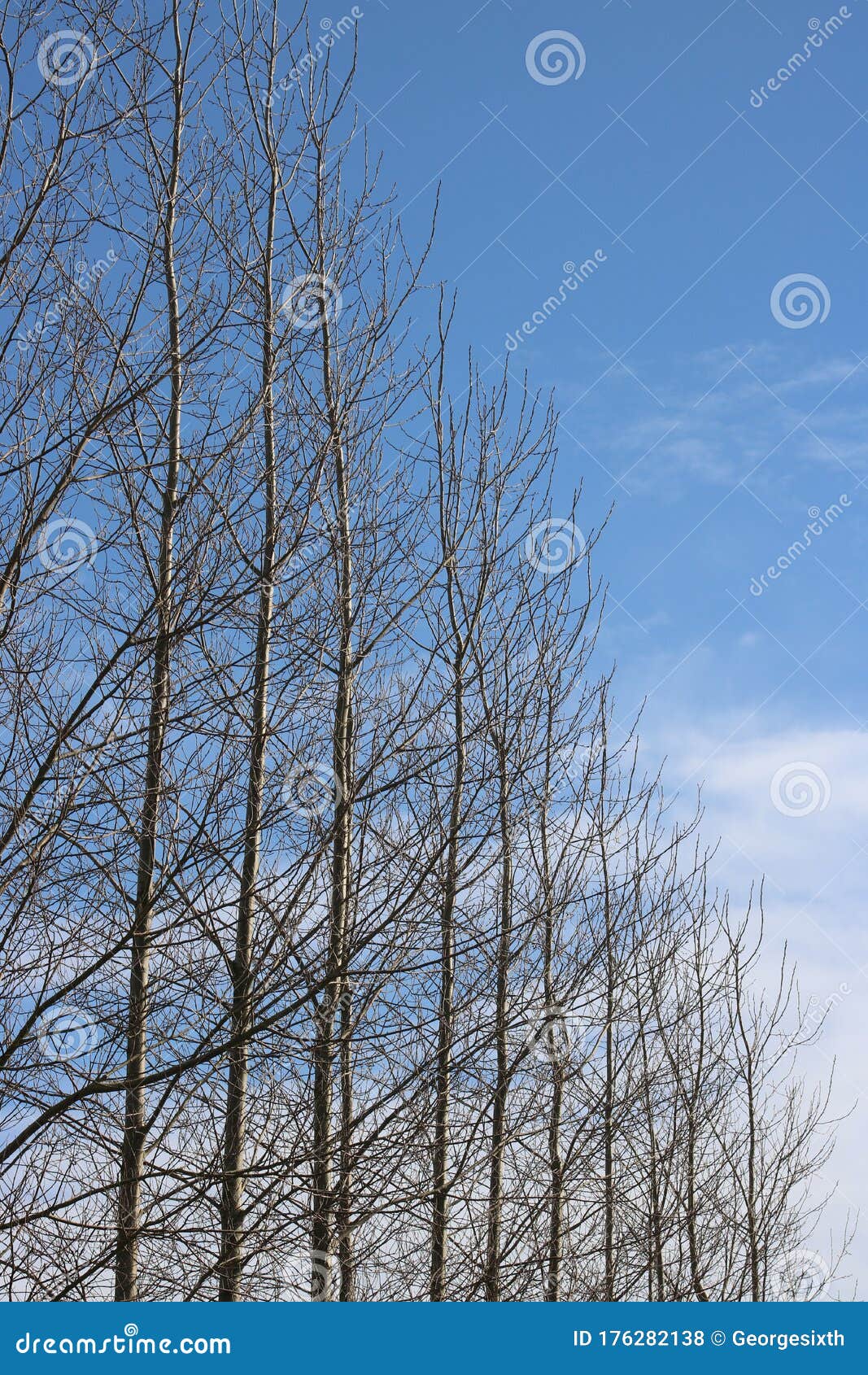 Bare Branches on Line of Tall Trees in Spring Stock Photo - Image of ...