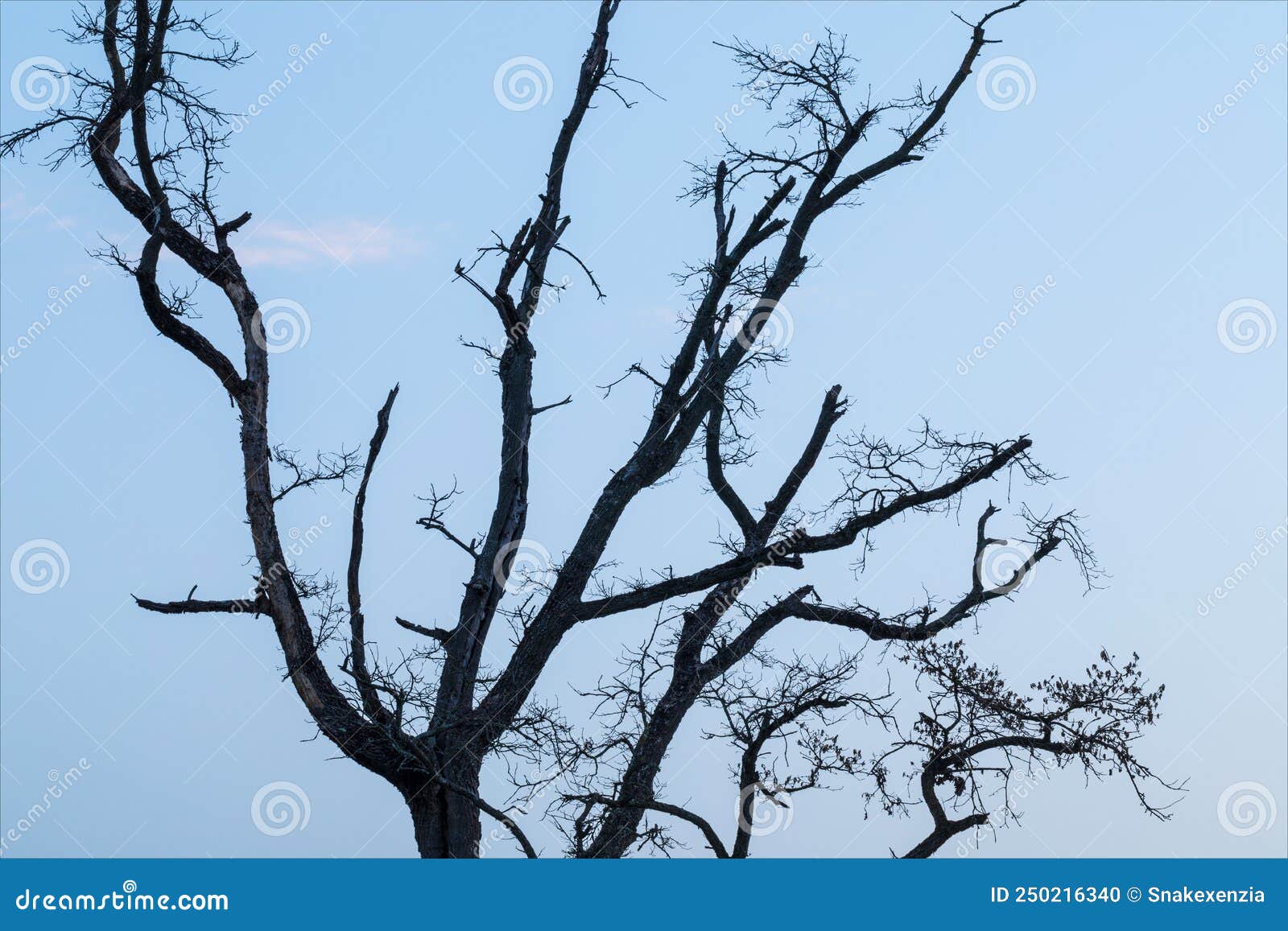 Leafless Branches of Old Oak Over Clear Blue Sky. Stock Photo - Image ...