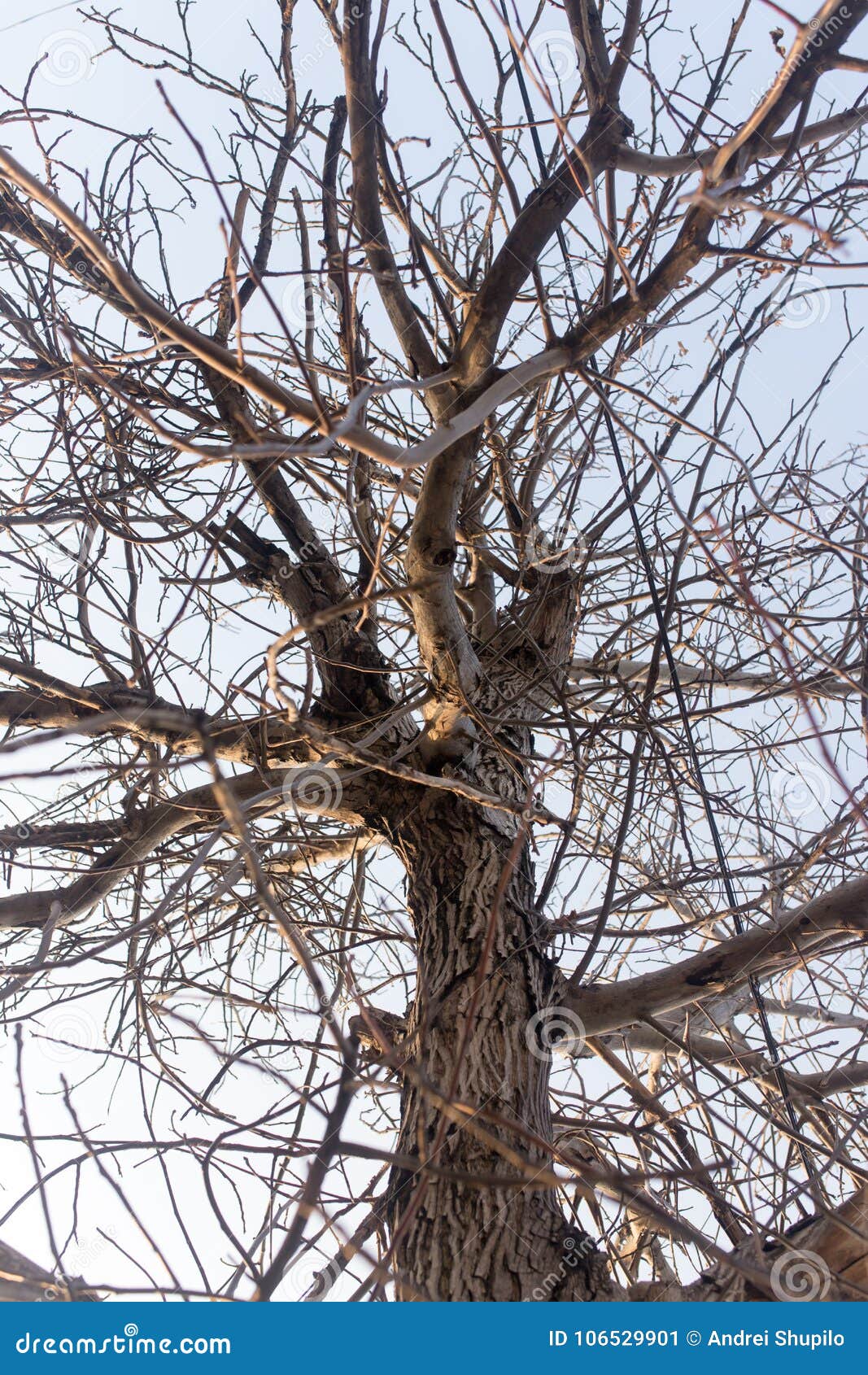 Bare Branches of an Old Tree in Nature Stock Image - Image of beautiful ...