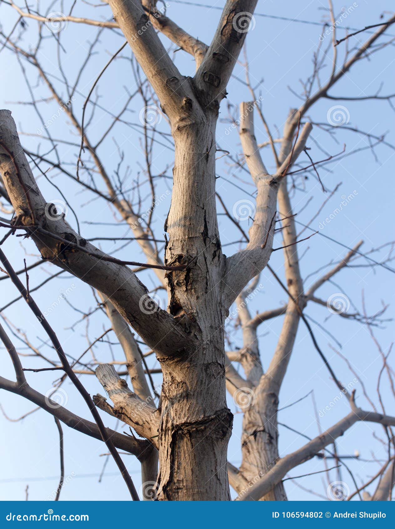 Bare Branches of an Old Tree in Nature Stock Photo - Image of ...