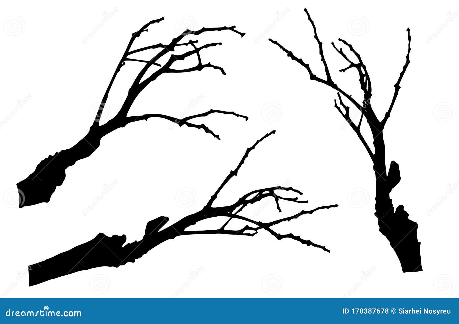 Bare Branches of Rowan Tree Silhouette. Vector Illustration Stock ...