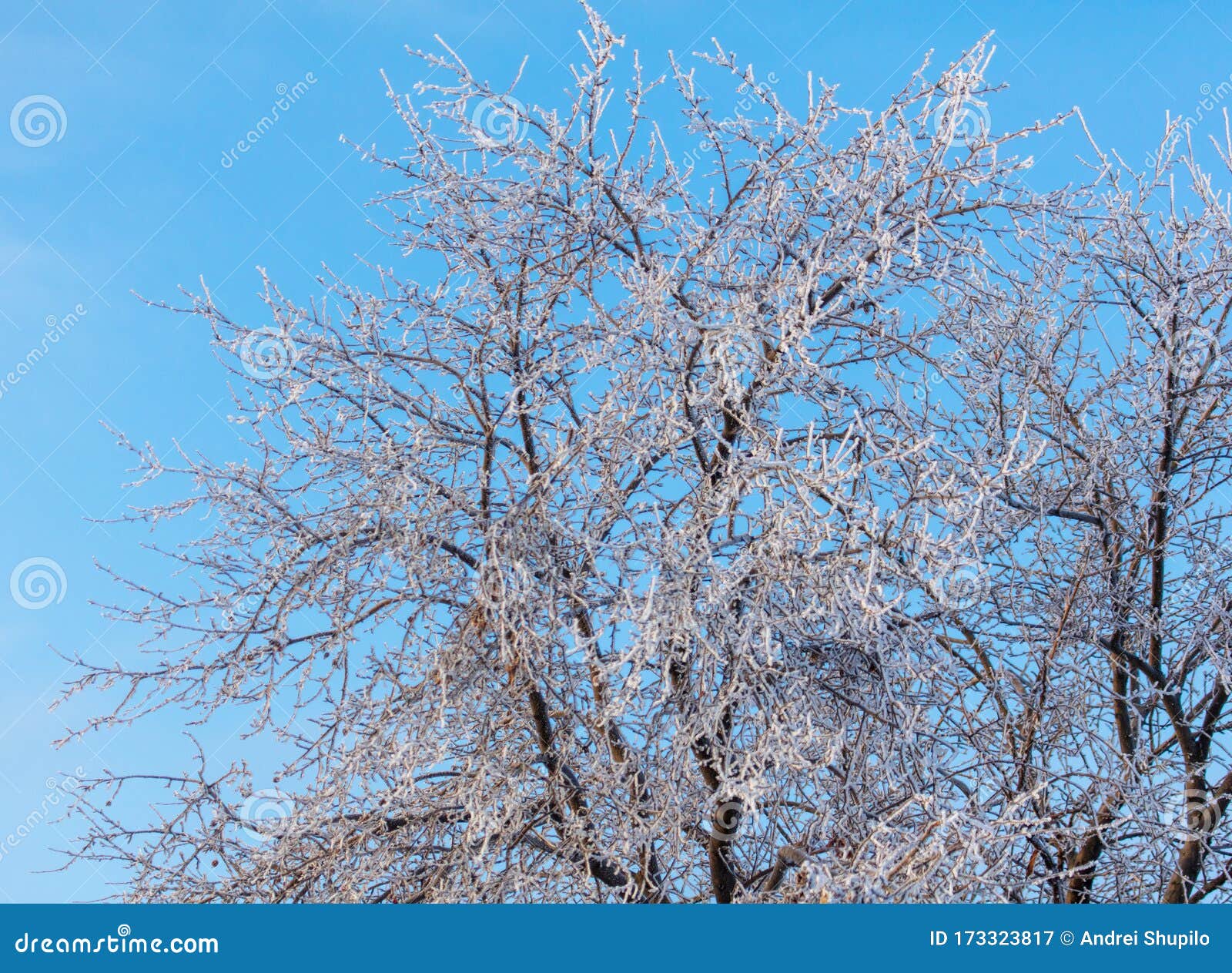 Bare Branches of a Tree in the Snow at Dawn in Winter Stock Image ...