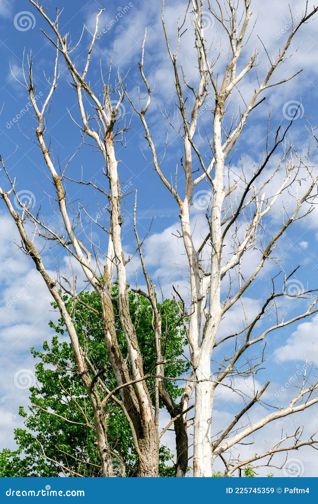 The Bare Branches of the Tree Stretch Towards the Blue Sky Stock Image ...