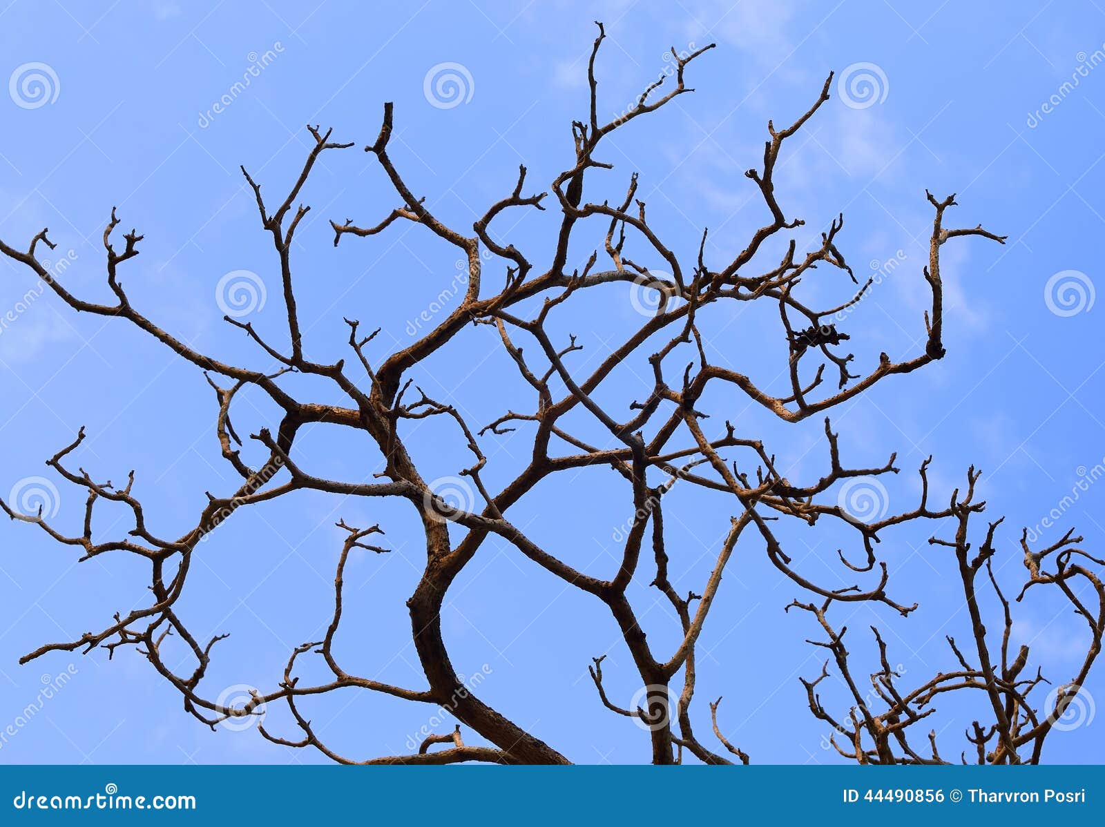 Bare branches of a tree stock photo. Image of forest - 44490856