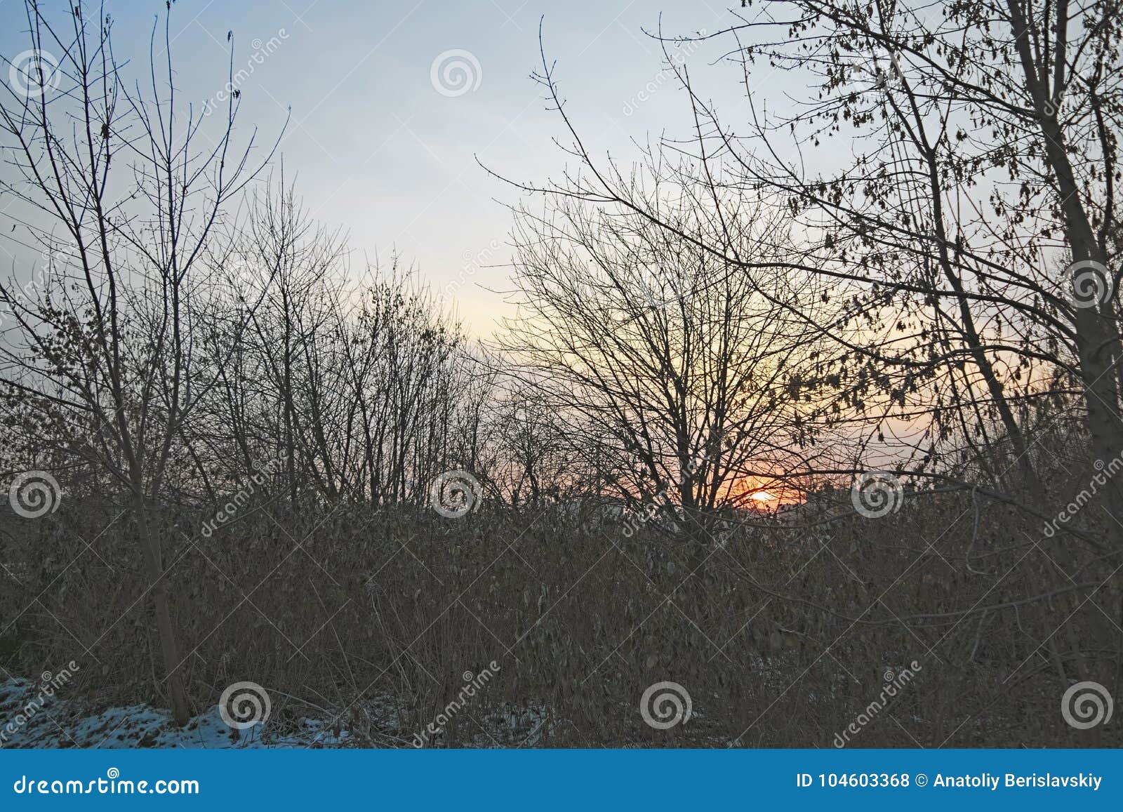 Late Autumn Tree Branches without Leaves. Stock Photo - Image of clouds ...