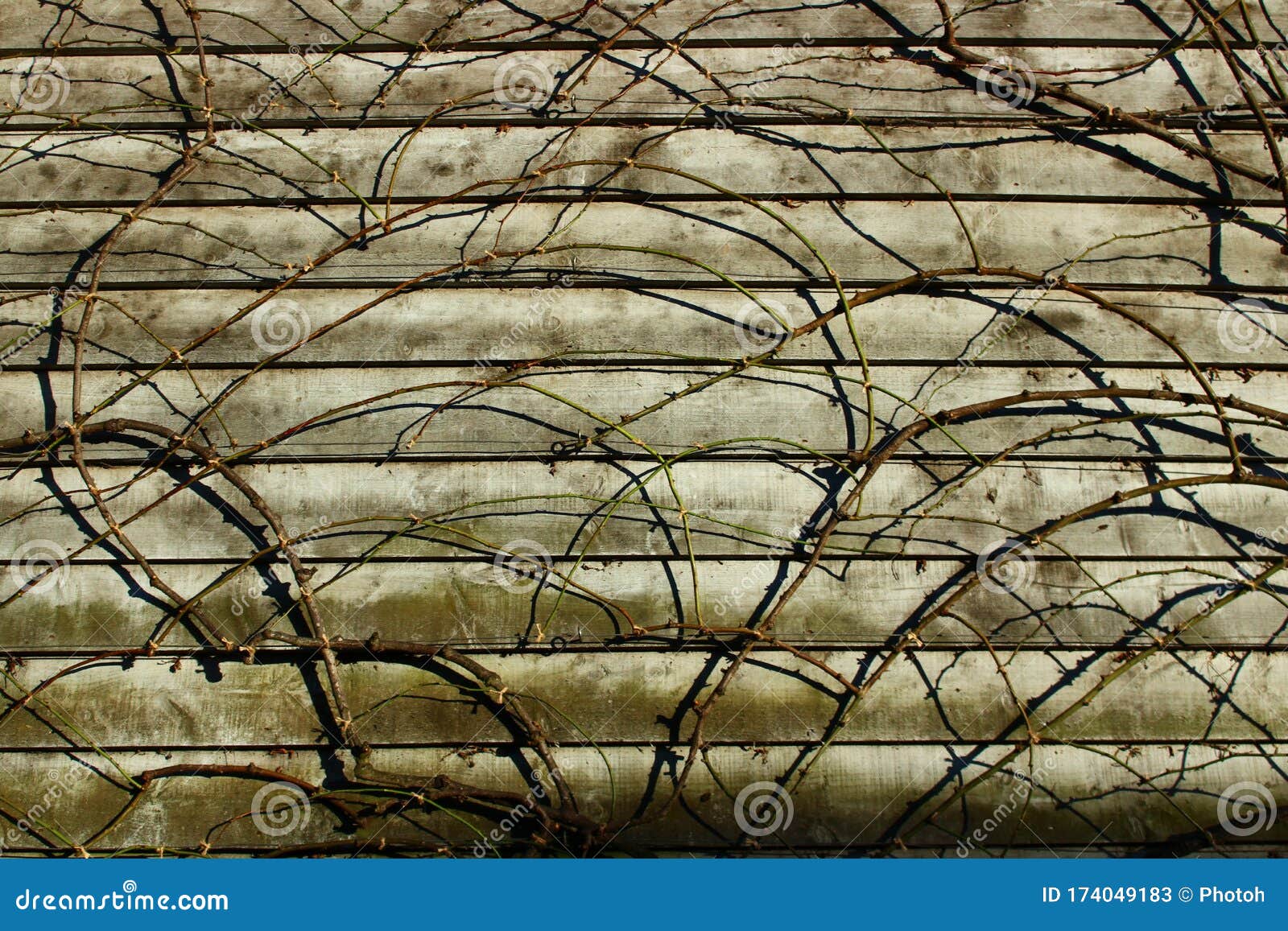 Bare Brown Branches With Small Twigs Isolated On A White Background ...
