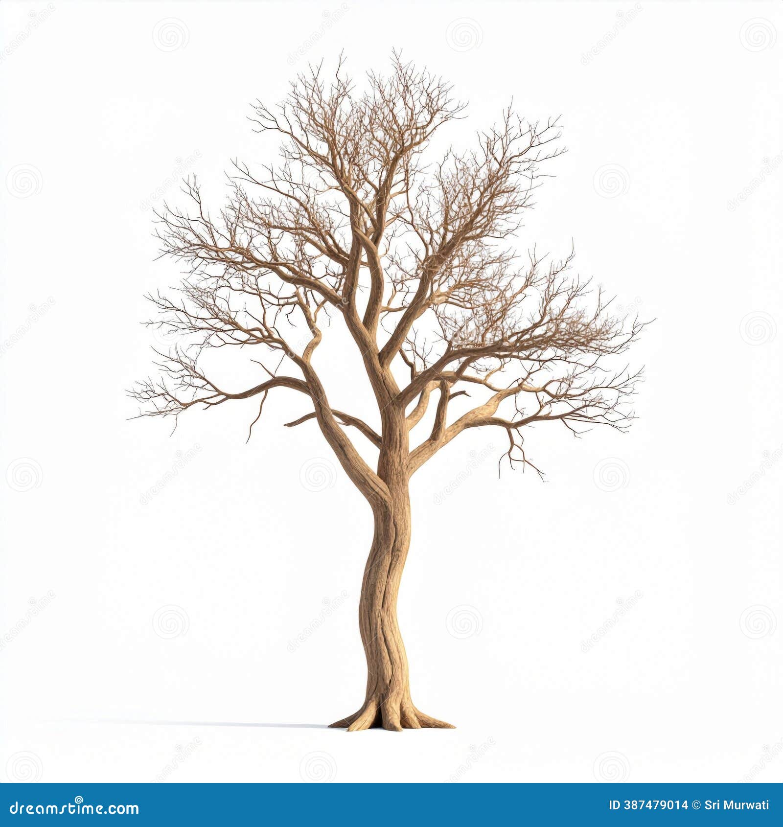 Bare Brown Tree Branch Without Leaves Isolated On White Background. Autumn Or Winter Branch ...