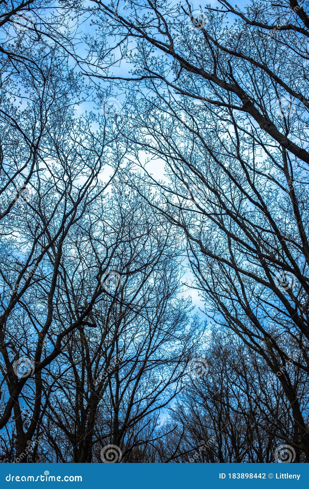 Tangle of Tree Branches Blue Sky Stock Photo - Image of evening, blue ...