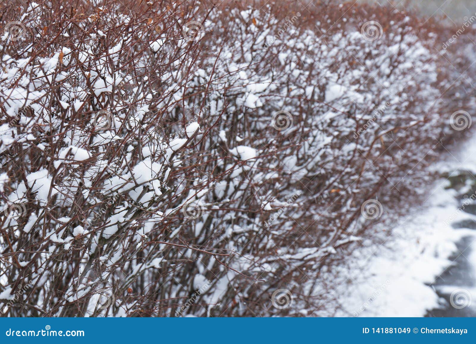 Bare Bush Branches Covered with Snow Stock Image - Image of frost, cold ...