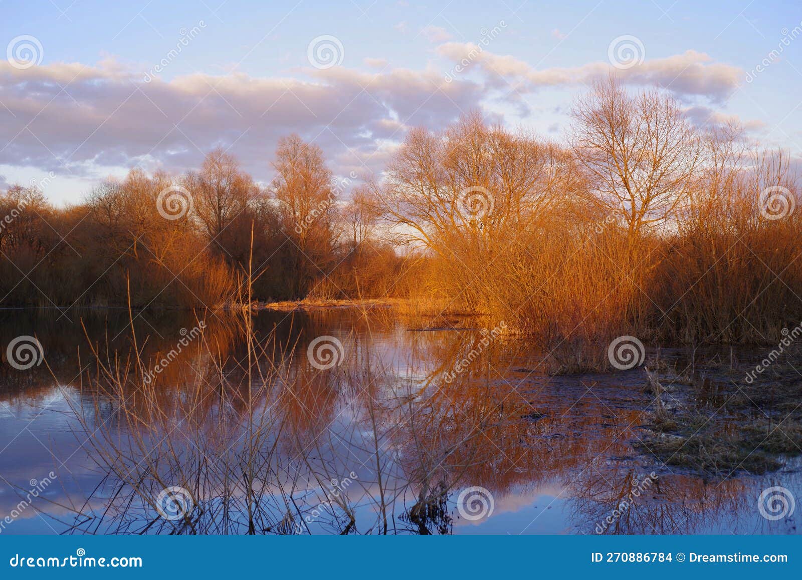 Bare Bushes and Trees Illuminated by the Bright Setting Sun are ...