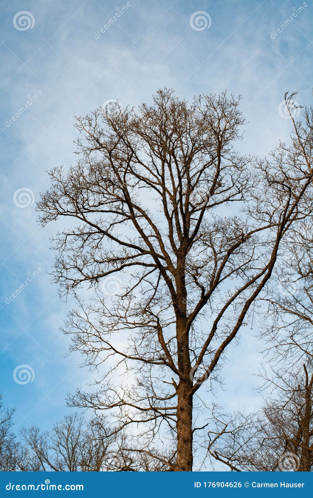 Leafless Oak Tree on a Sunny Winter Day Stock Photo - Image of winter ...