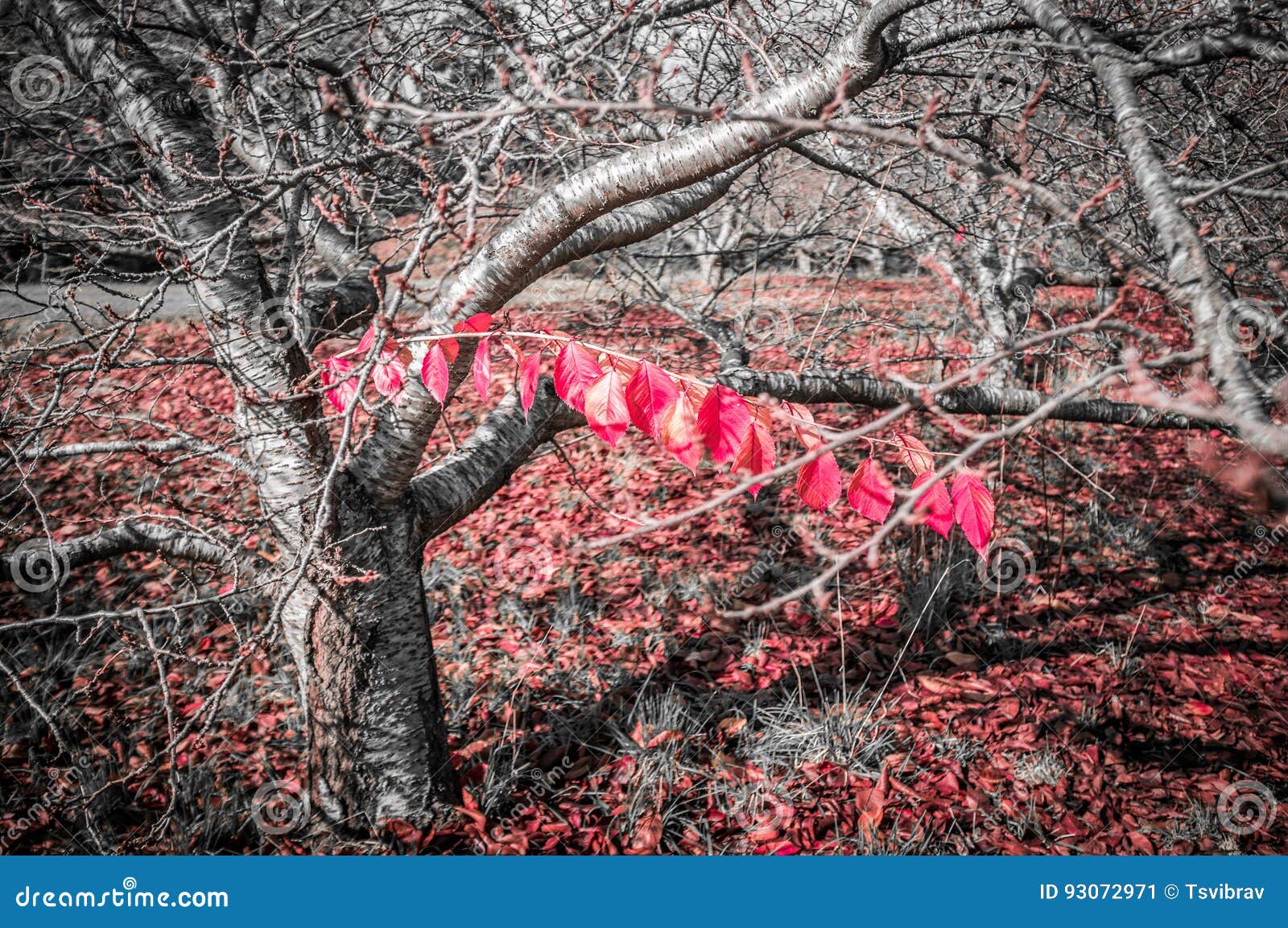 Bare Cherry Tree in Autumn with only One Branch with Red Leaves. Stock ...