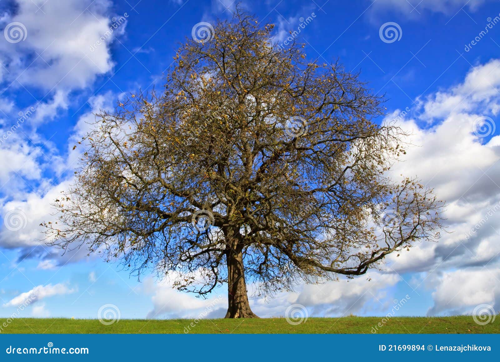 Bare Chestnut Trees In Winter Stock Photo | CartoonDealer.com #24087900