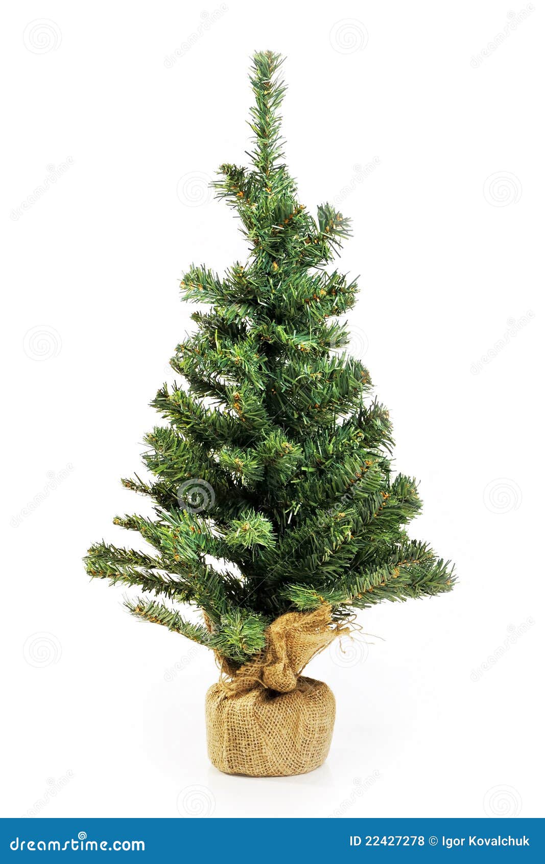 Bare Christmas Tree without Decoration Stock Photo - Image of flora ...