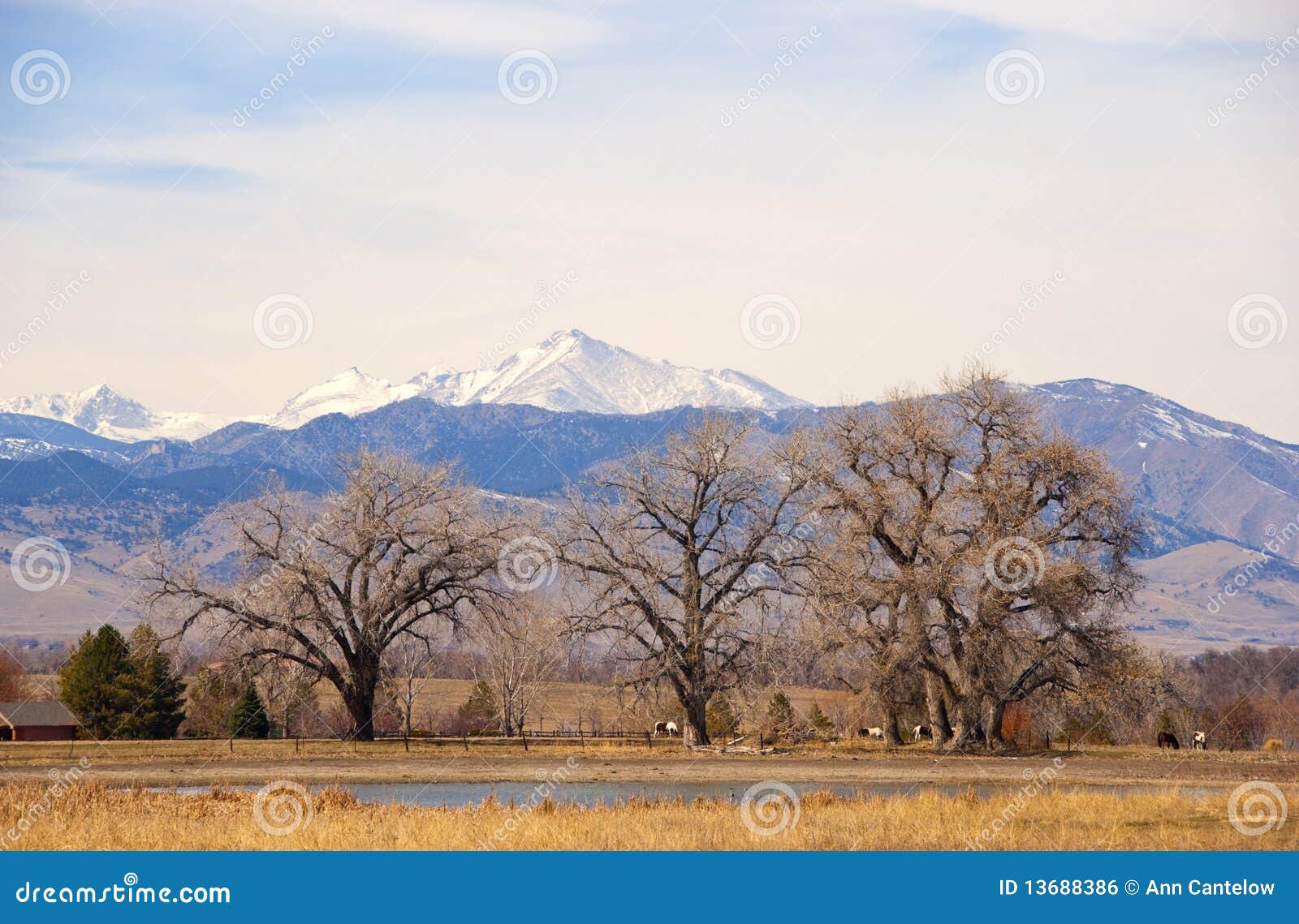 Bare Cottonwood Trees on the Colorado Prairie Stock Photo - Image of ...