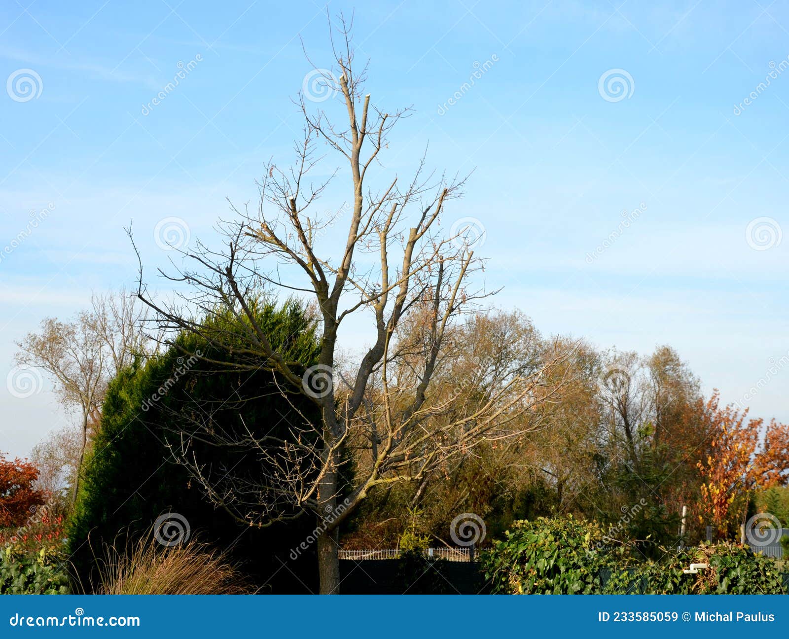 Bare Crown of a Tree in Autumn. Branches and Remaining Leaves are ...