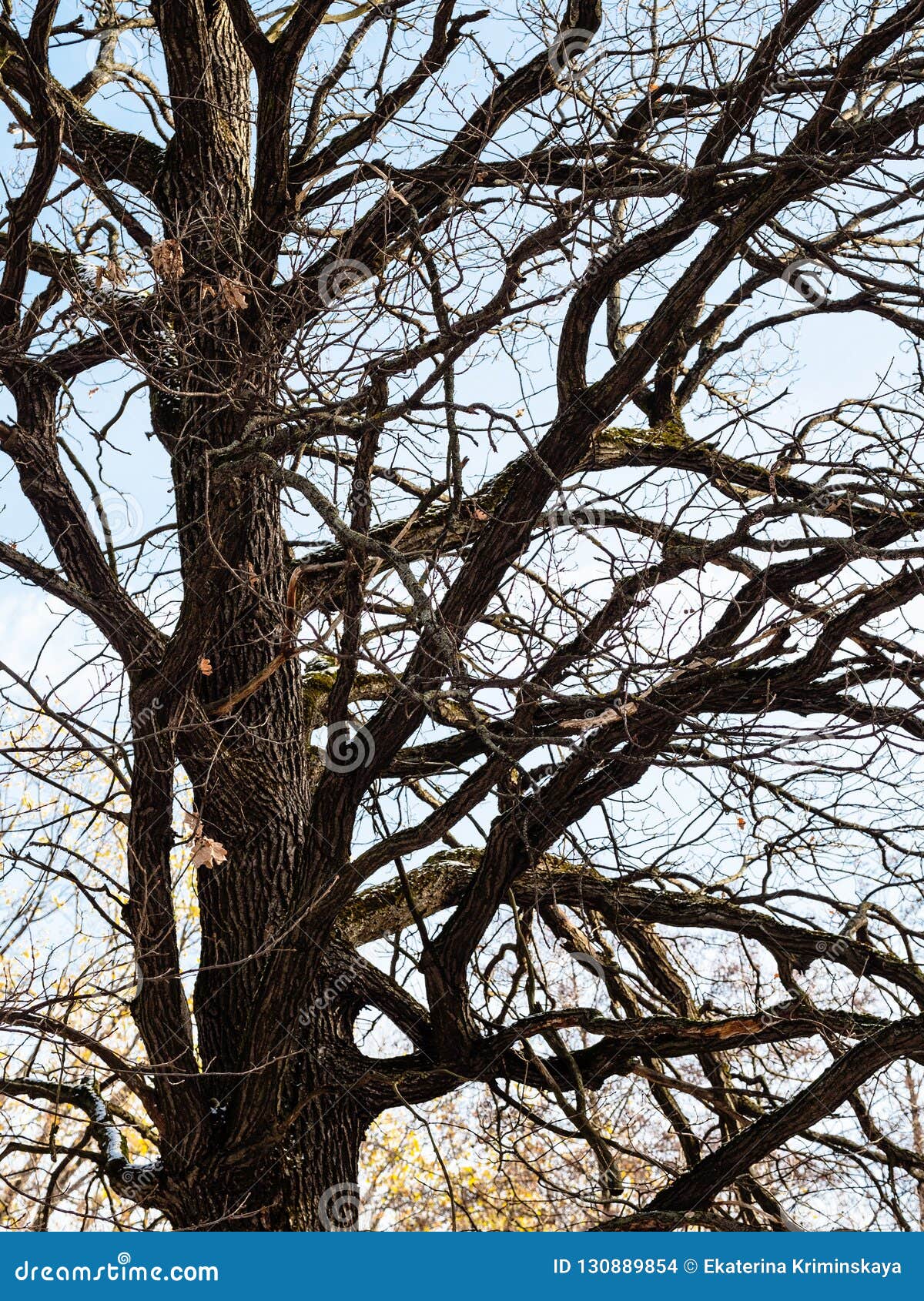 Bare Dark Oak Tree in Forest in Autumn Stock Photo - Image of bare ...