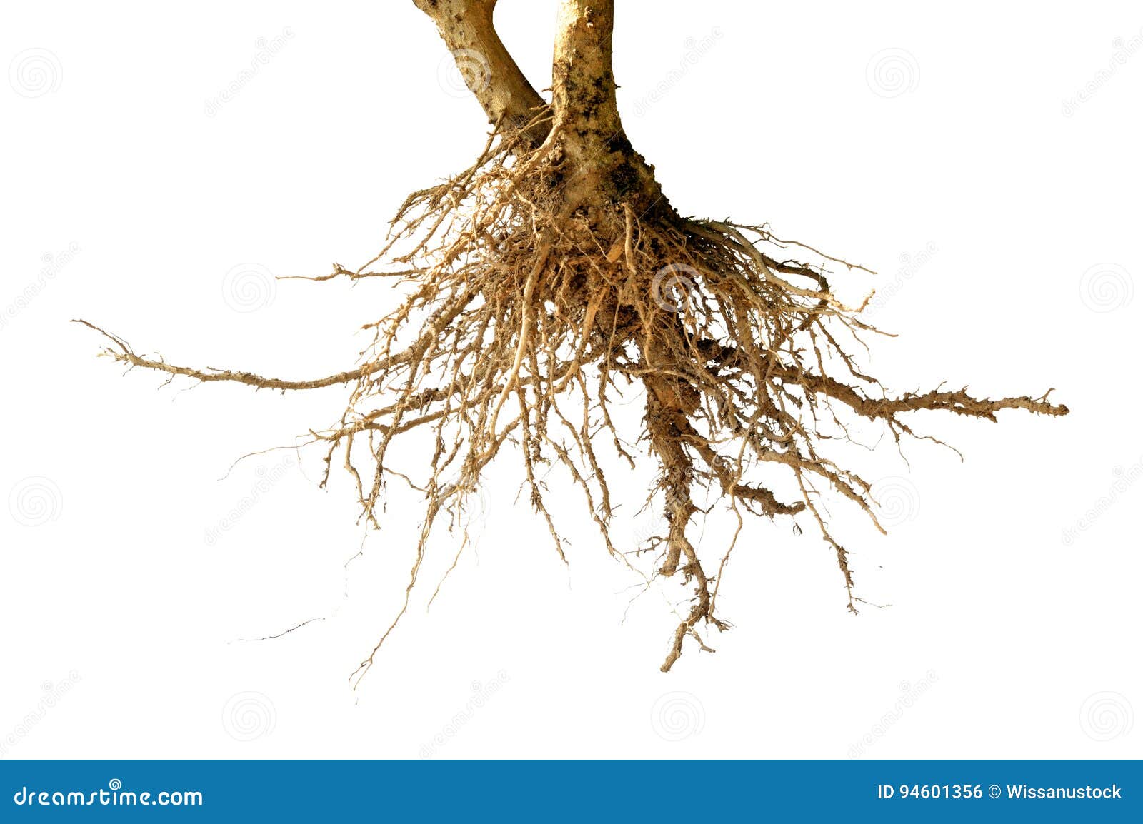 Bare Dead Root Tree Isolated Stock Photo - Image of rootstock, white ...
