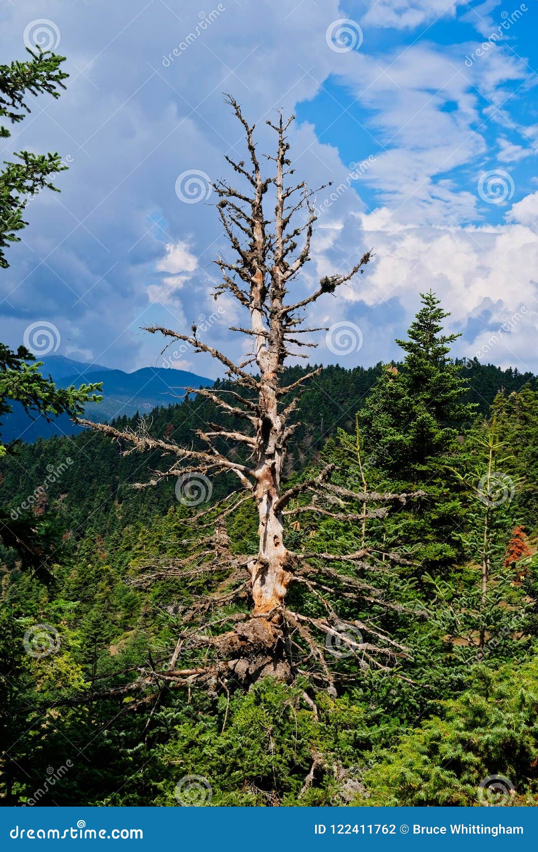 A Bare Dead Tree in Pine Forest, Greece Stock Photo - Image of branches ...