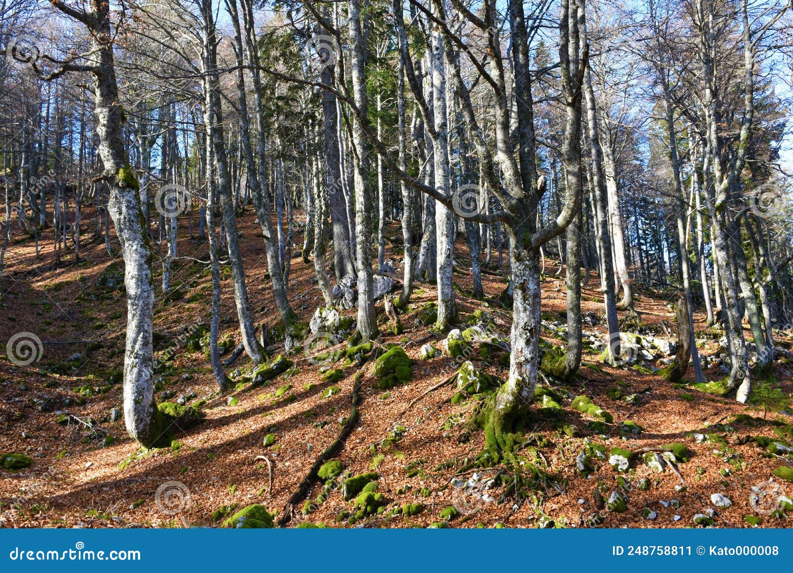Bare Deciduous, Temperate, Beech Forest Stock Image - Image of ...