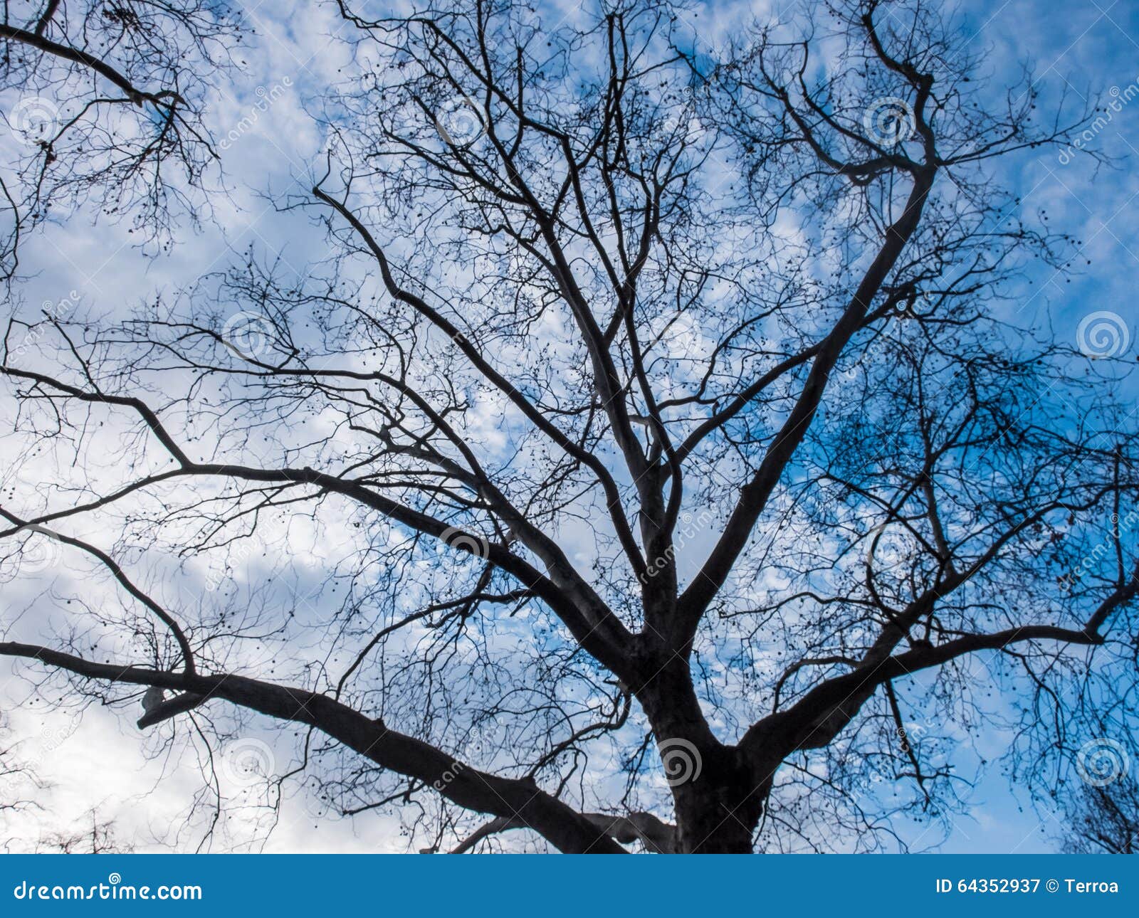Bare Deciduous Tree with Blue Sky and White Clouds Stock Image - Image ...