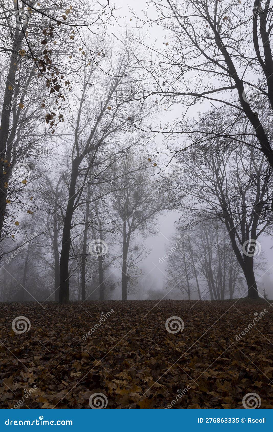 Bare Deciduous Trees in Autumn Cold Weather Stock Image - Image of ...