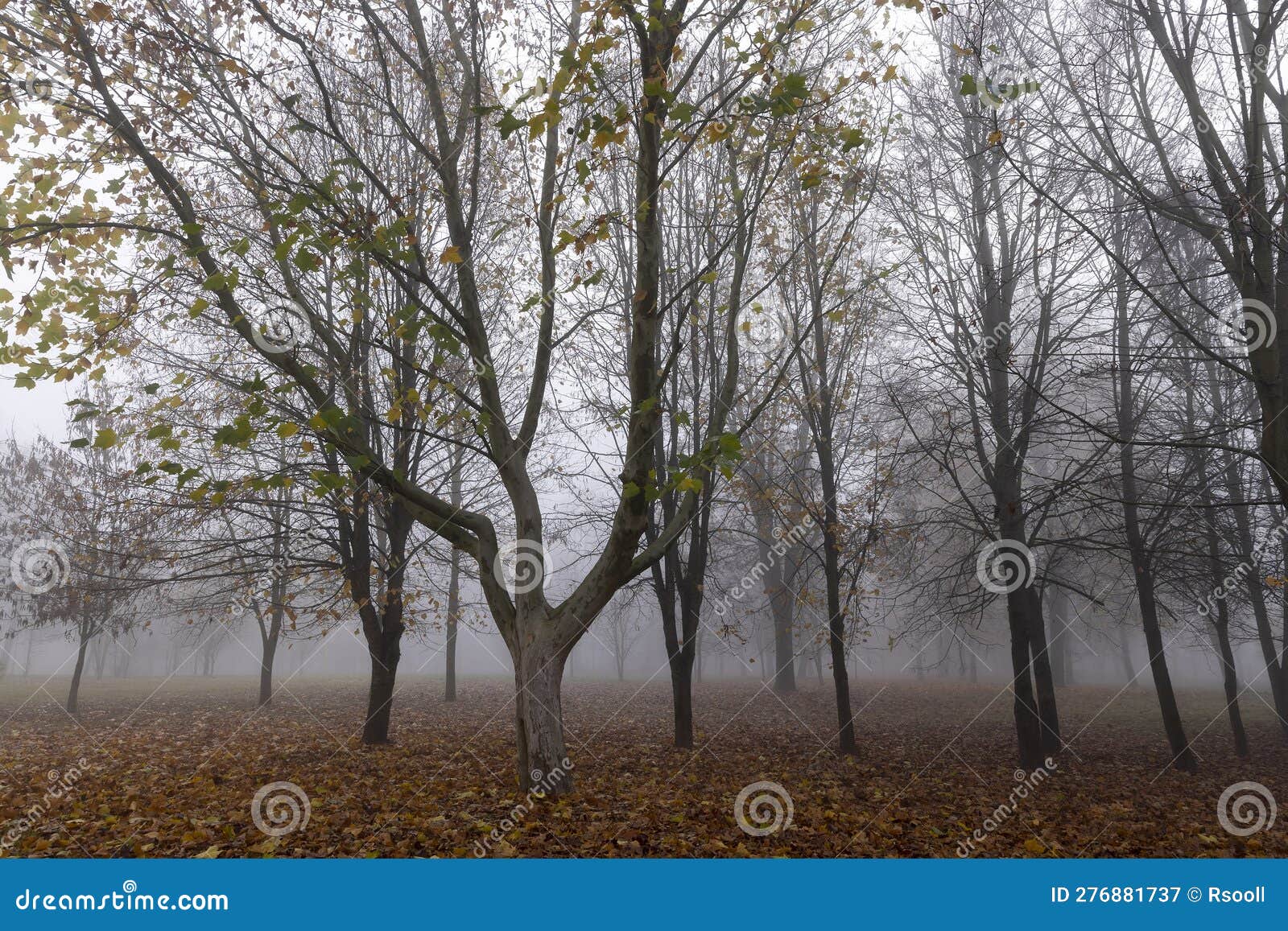 Bare Deciduous Trees in Autumn Cold Weather Stock Image - Image of park ...