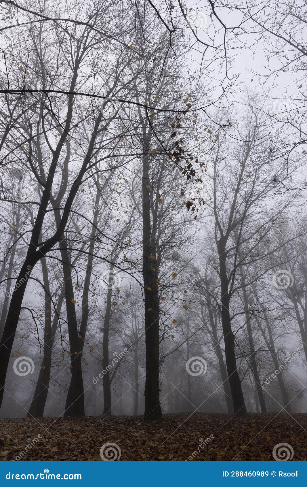 Bare Deciduous Trees in Autumn Cold Weather Stock Image - Image of ...