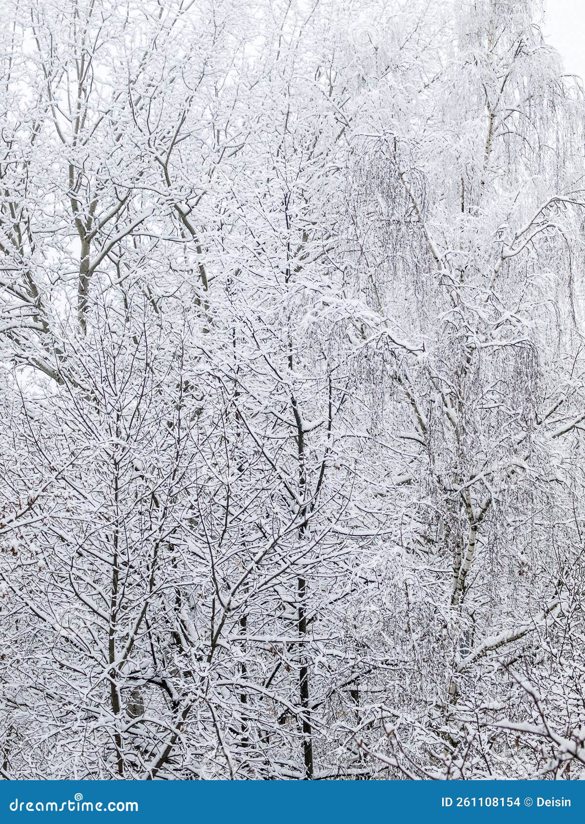 Bare Deciduous Trees Covered with Snow Stock Photo - Image of cold ...