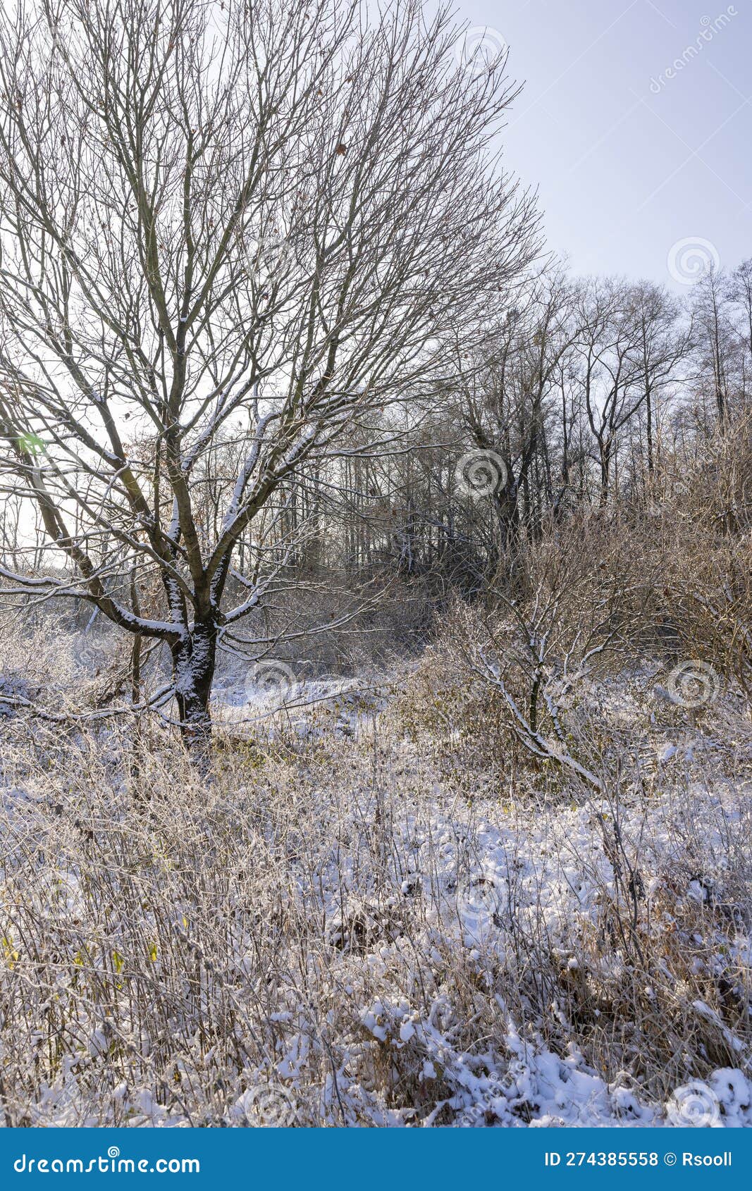 Bare Deciduous Trees in the Forest in Winter Stock Photo - Image of ...