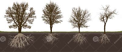 Bare Deciduous Trees with Root System, Silhouette. Black Trees and ...