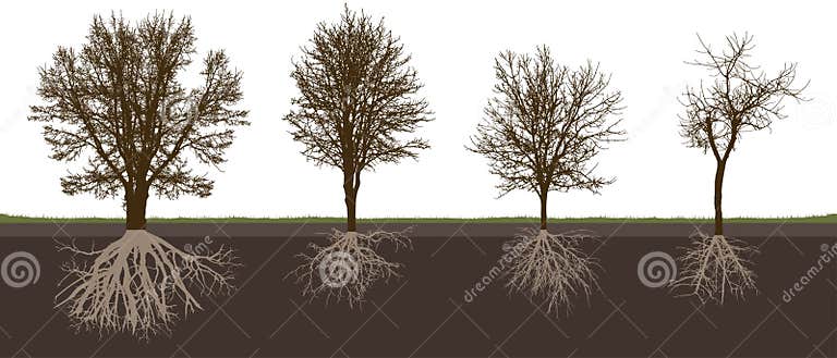 Bare Deciduous Trees with Root System, Silhouette. Black Trees and ...