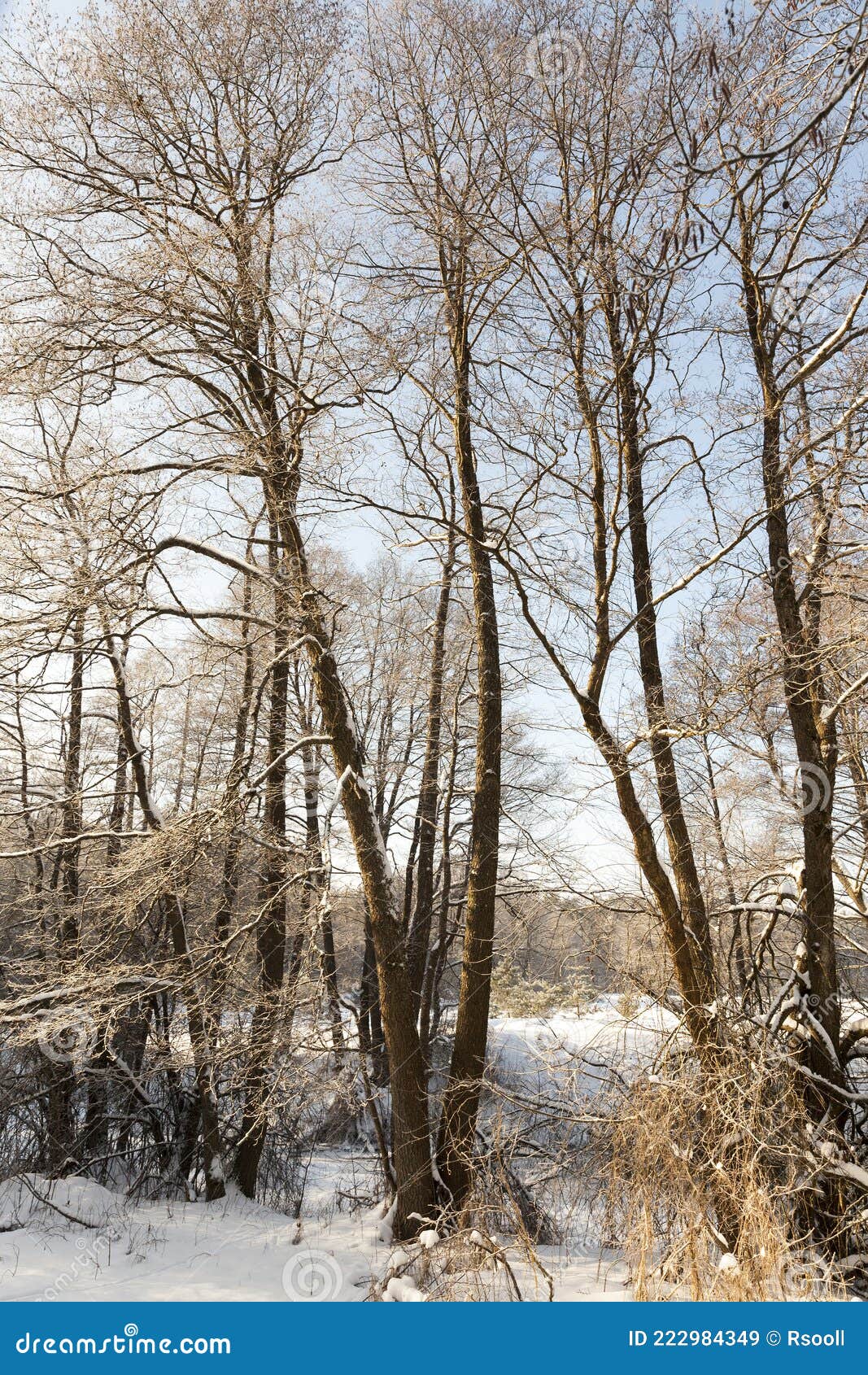 Bare Deciduous Trees in the Snow in Winter Stock Image - Image of ...