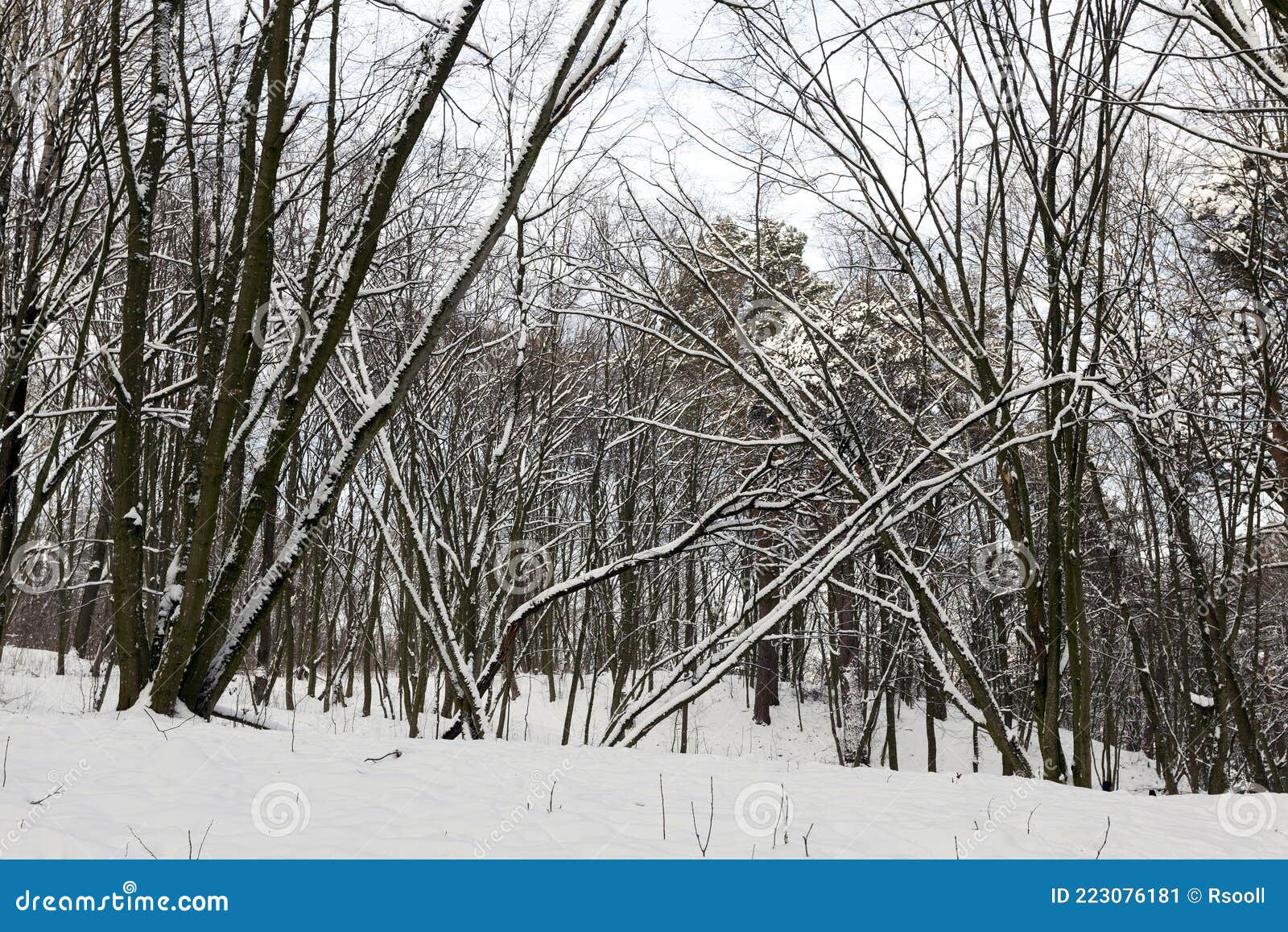 Bare Deciduous Trees in the Snow in Winter Stock Image - Image of bare ...