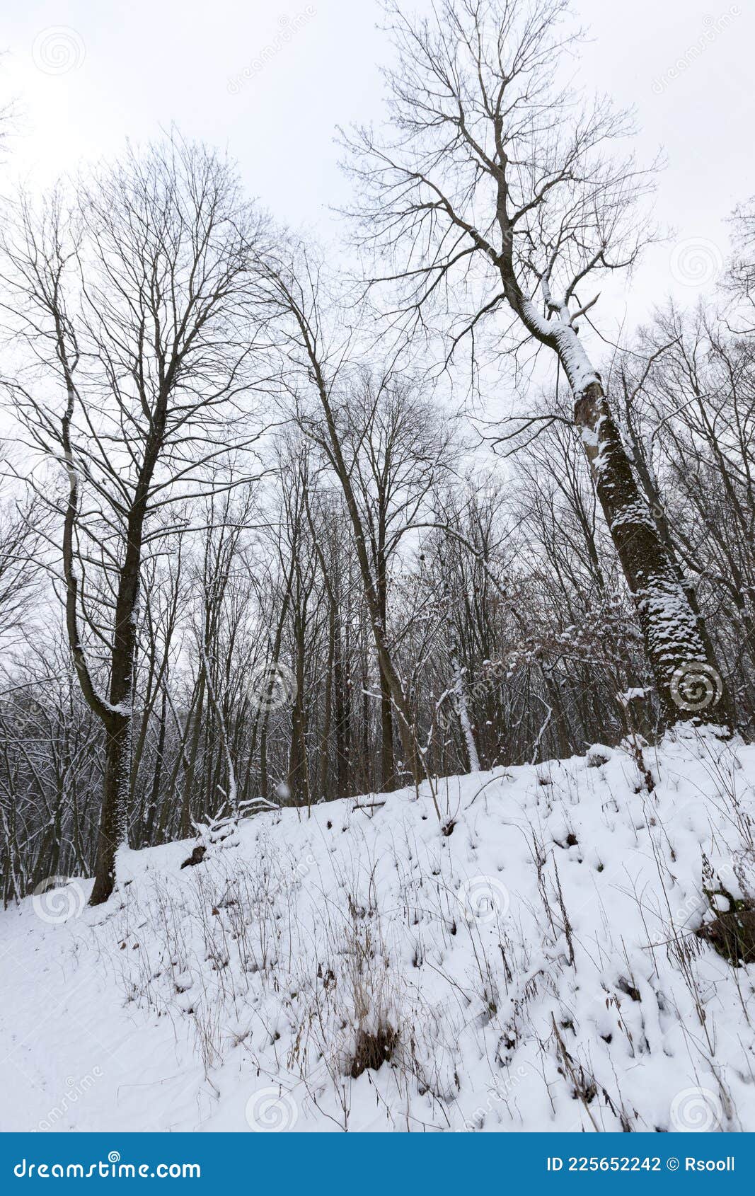 Bare Deciduous Trees in the Snow in Winter Stock Photo - Image of plant ...