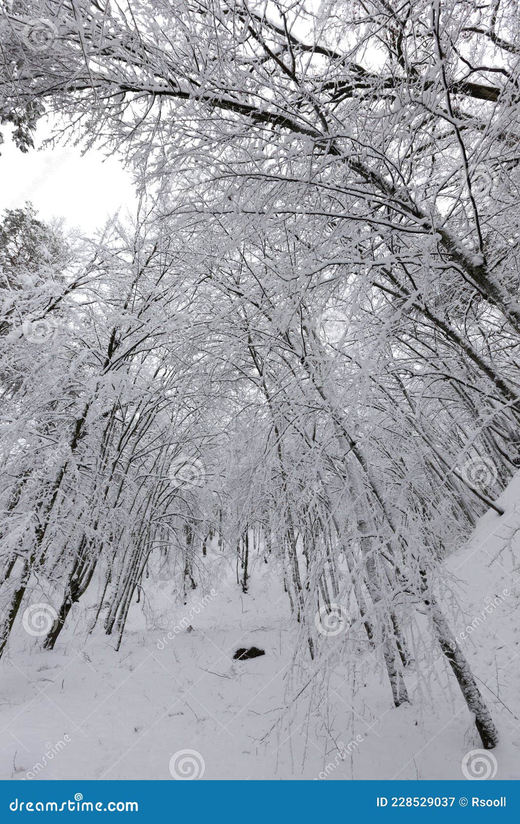 Bare Deciduous Trees in the Snow in Winter Stock Image - Image of ...