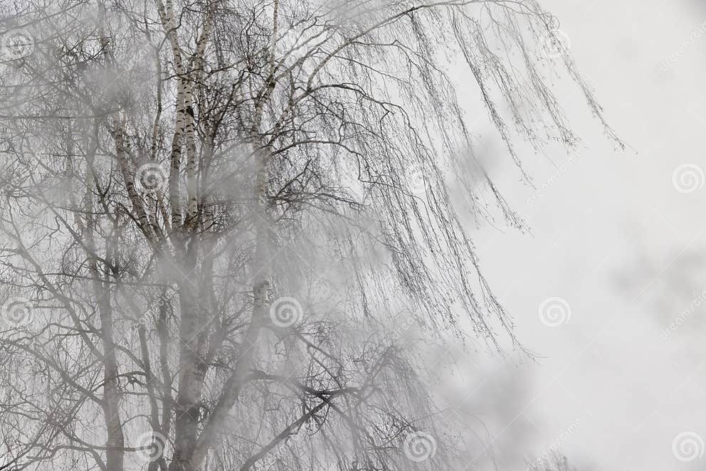 Bare Deciduous Trees in Snowy Cold Winter Stock Image - Image of view ...