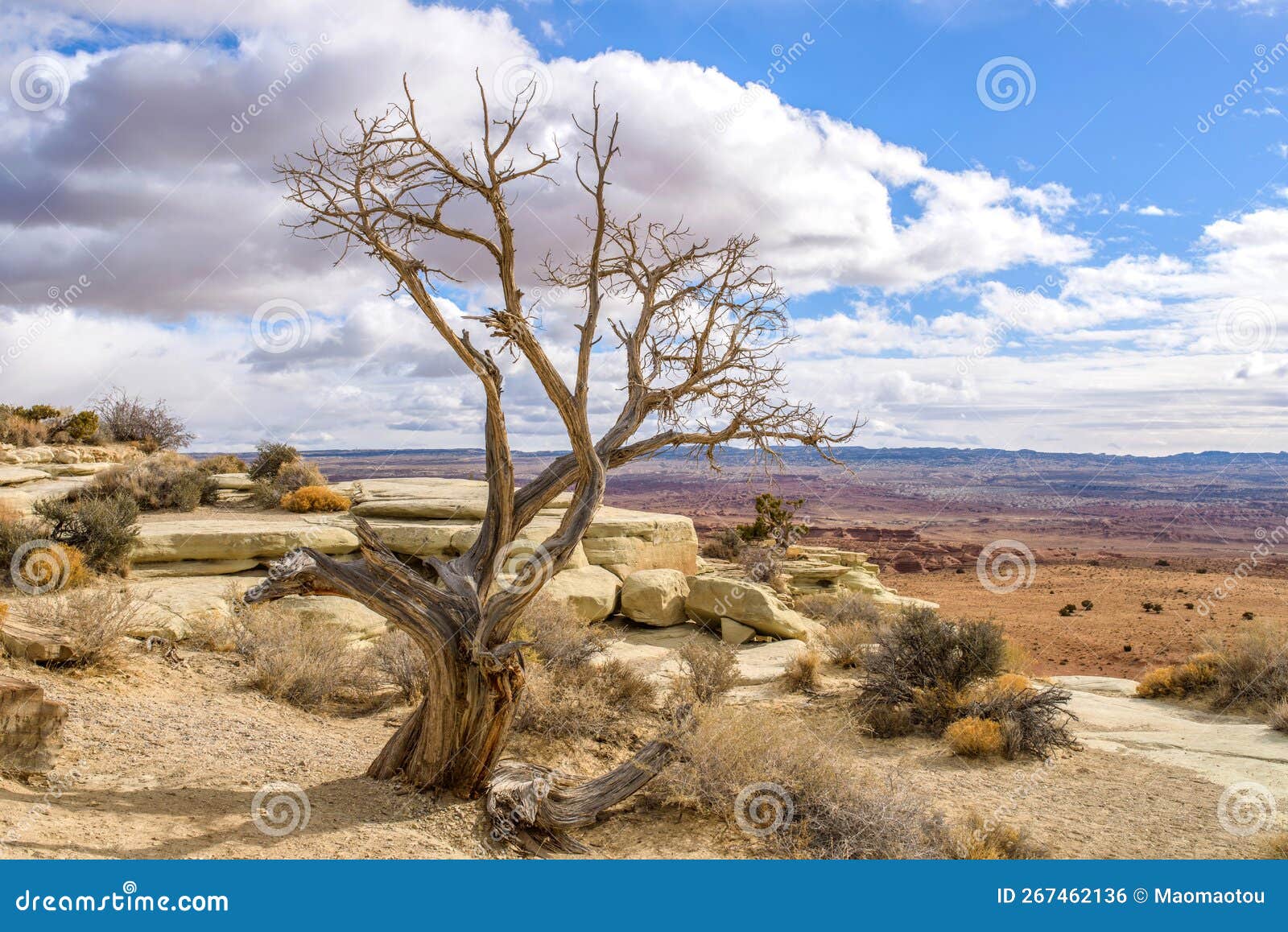 Bare Desert Tree - Utah stock photo. Image of sand, sandstone - 267462136