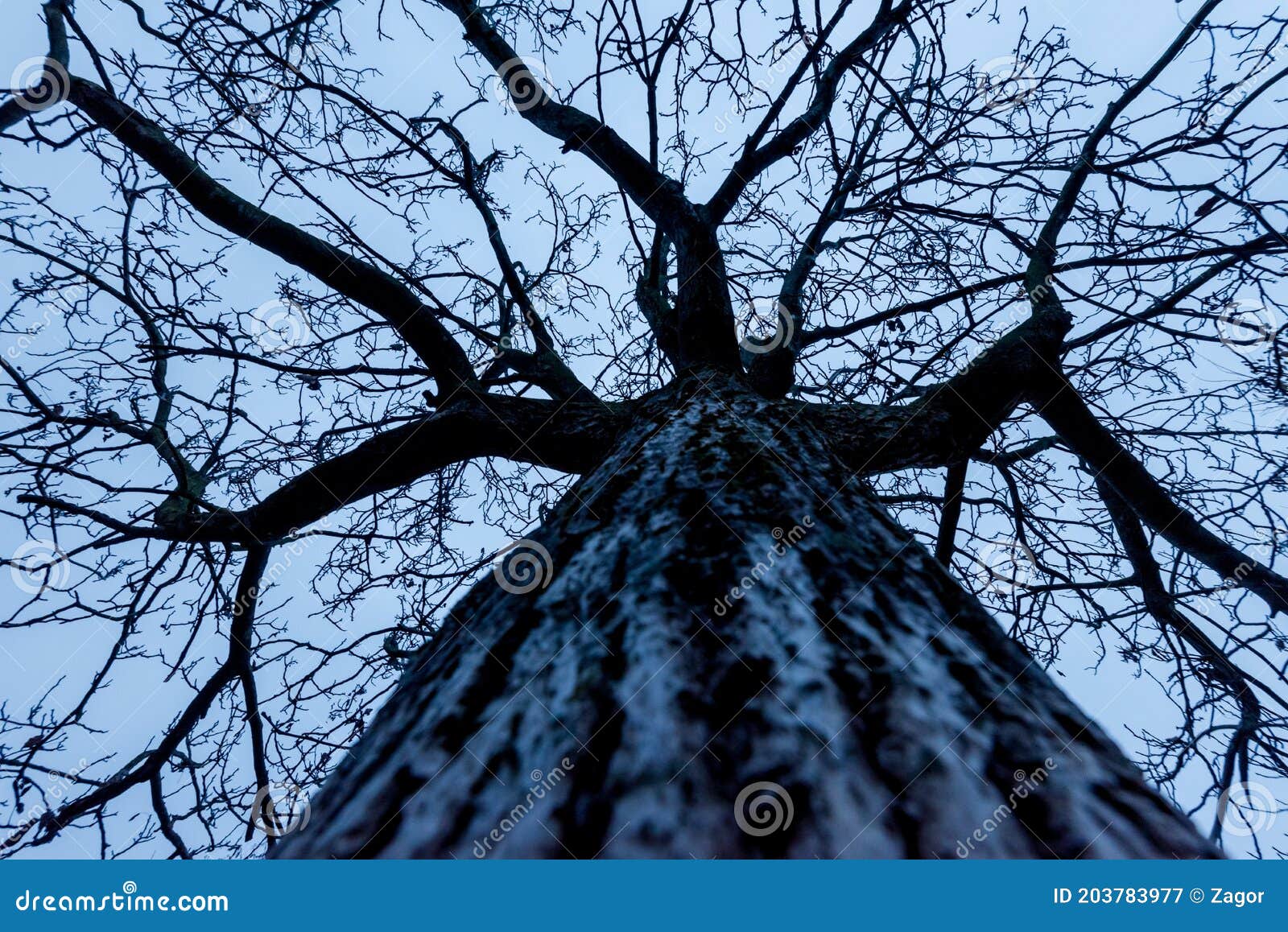 A bare and desolate tree stock image. Image of depression - 203783977