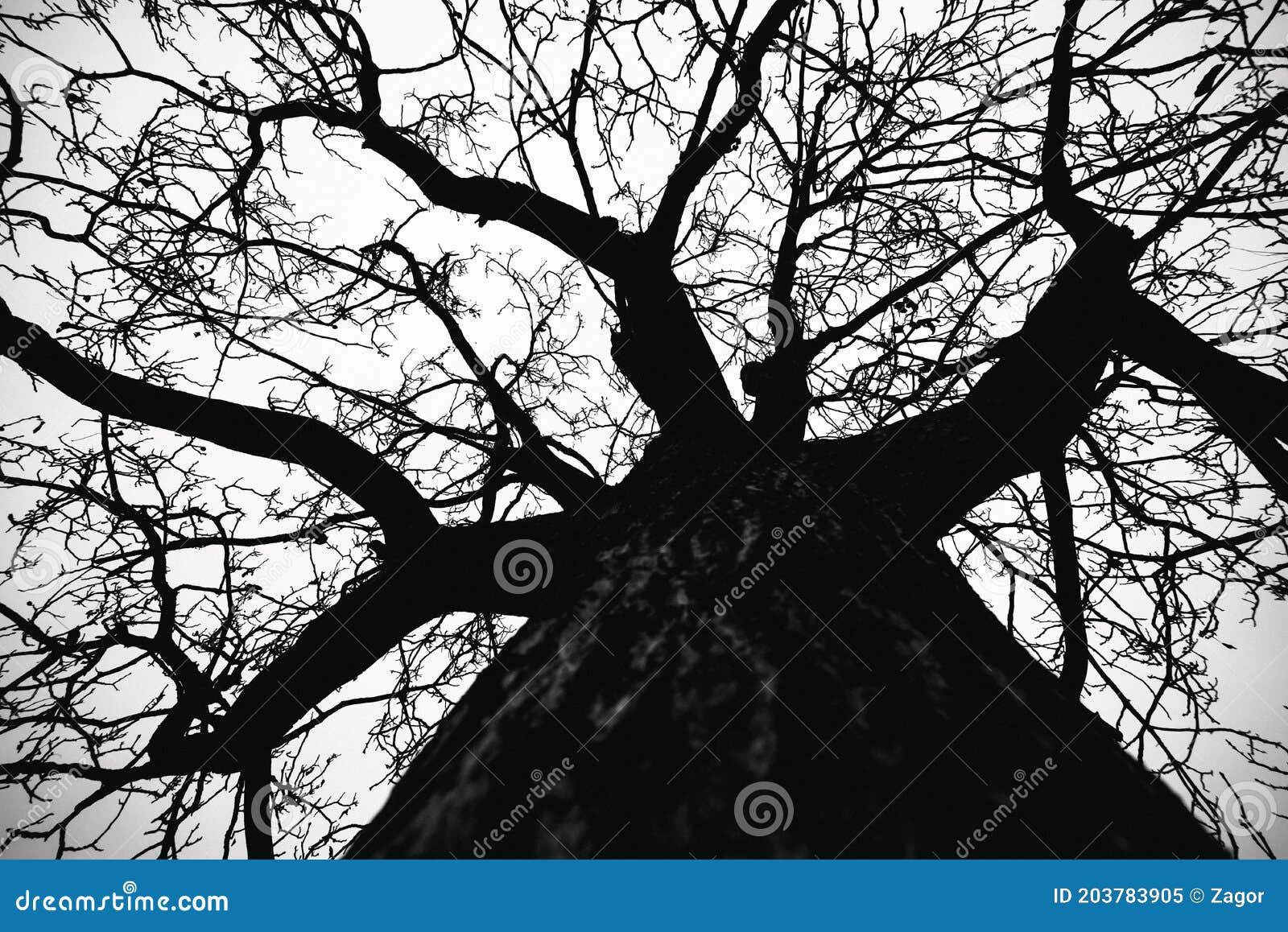 A bare and desolate tree stock image. Image of solitary - 203783905