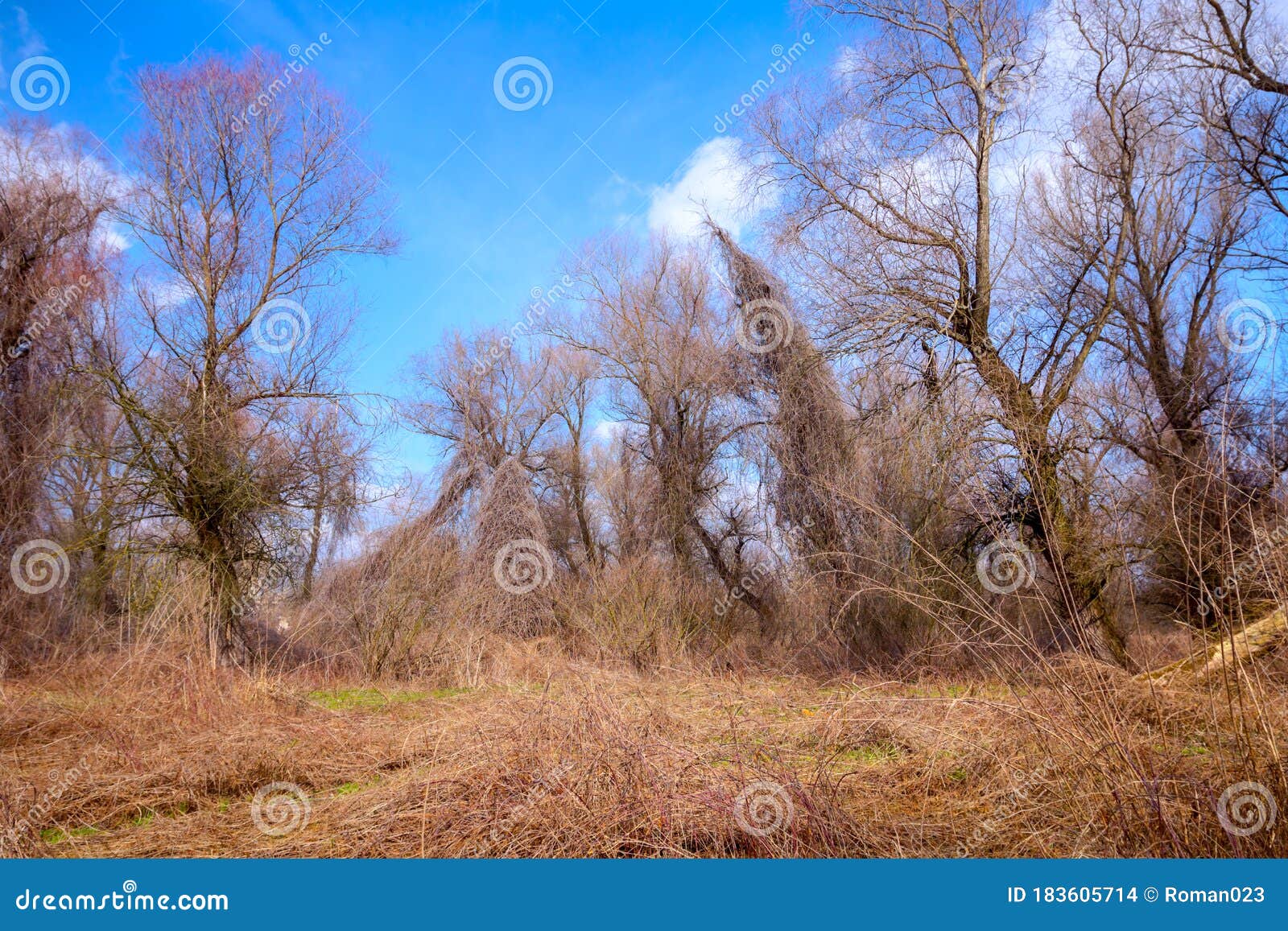 Bare Dried Trees and Dry Grass in the Forest Stock Photo - Image of ...