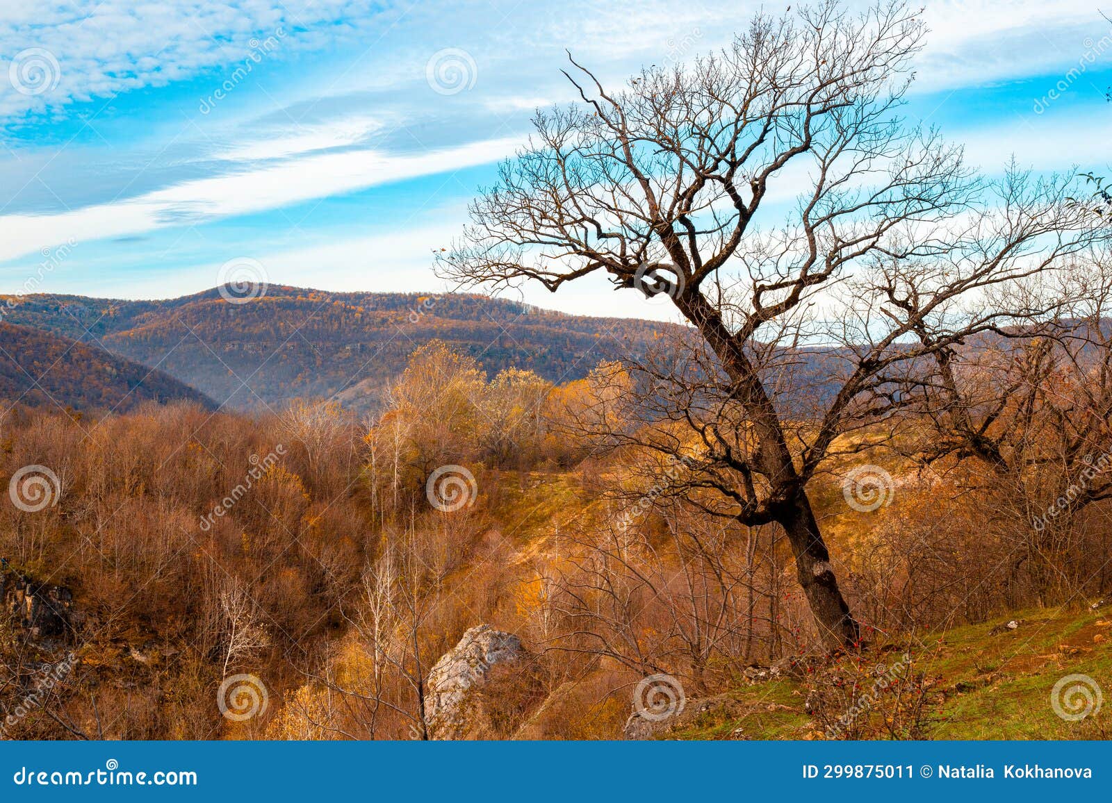 A Bare, Dry, Twisted Tree Bent on the Mountainside. Autumn Landscape ...