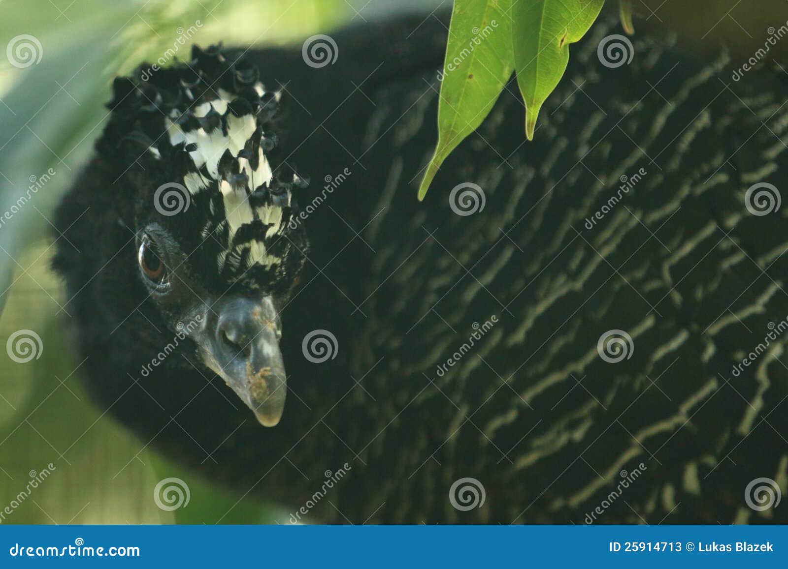 Bare Faced Curassow Exotic Tropical Rare Bird Wildlife Animal In Nature ...