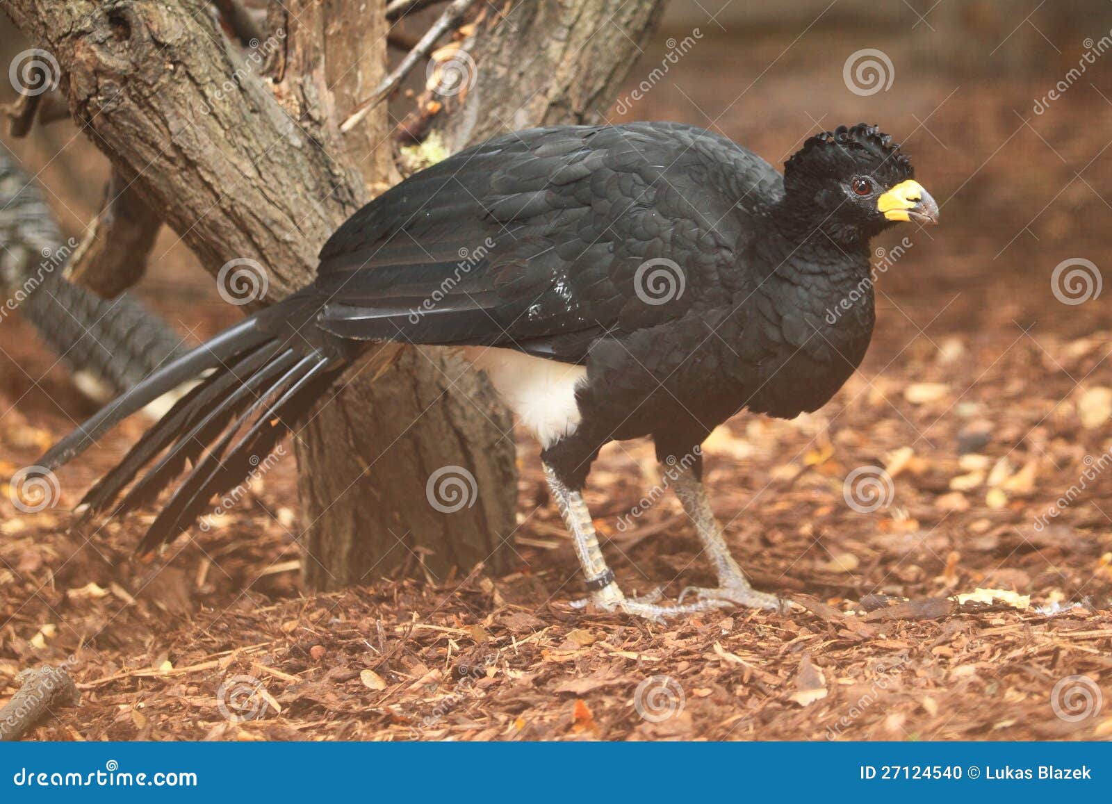 Bare Faced Curassow Exotic Tropical Rare Bird Wildlife Animal In Nature ...