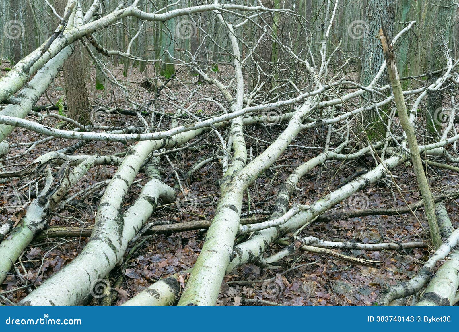 Bare Fallen Trees in the Autumn Forest. Dull Landscape Stock Image ...