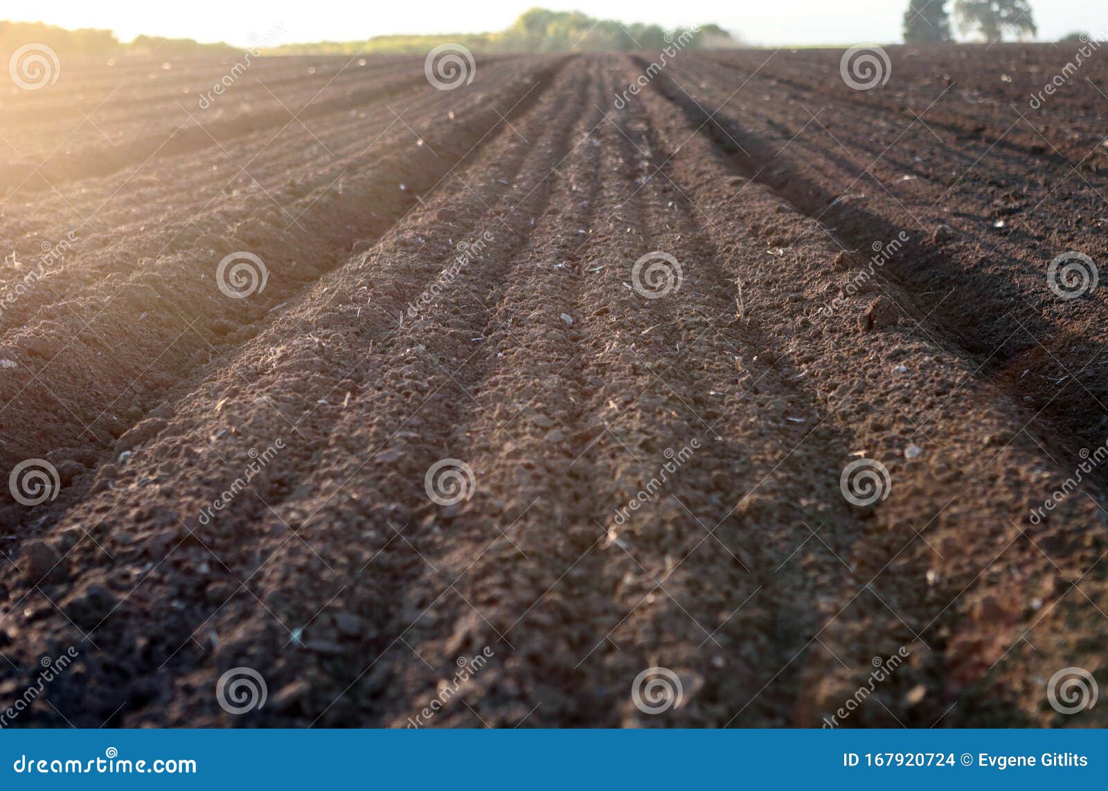 Bare field with dark soil stock photo. Image of growing - 167920724
