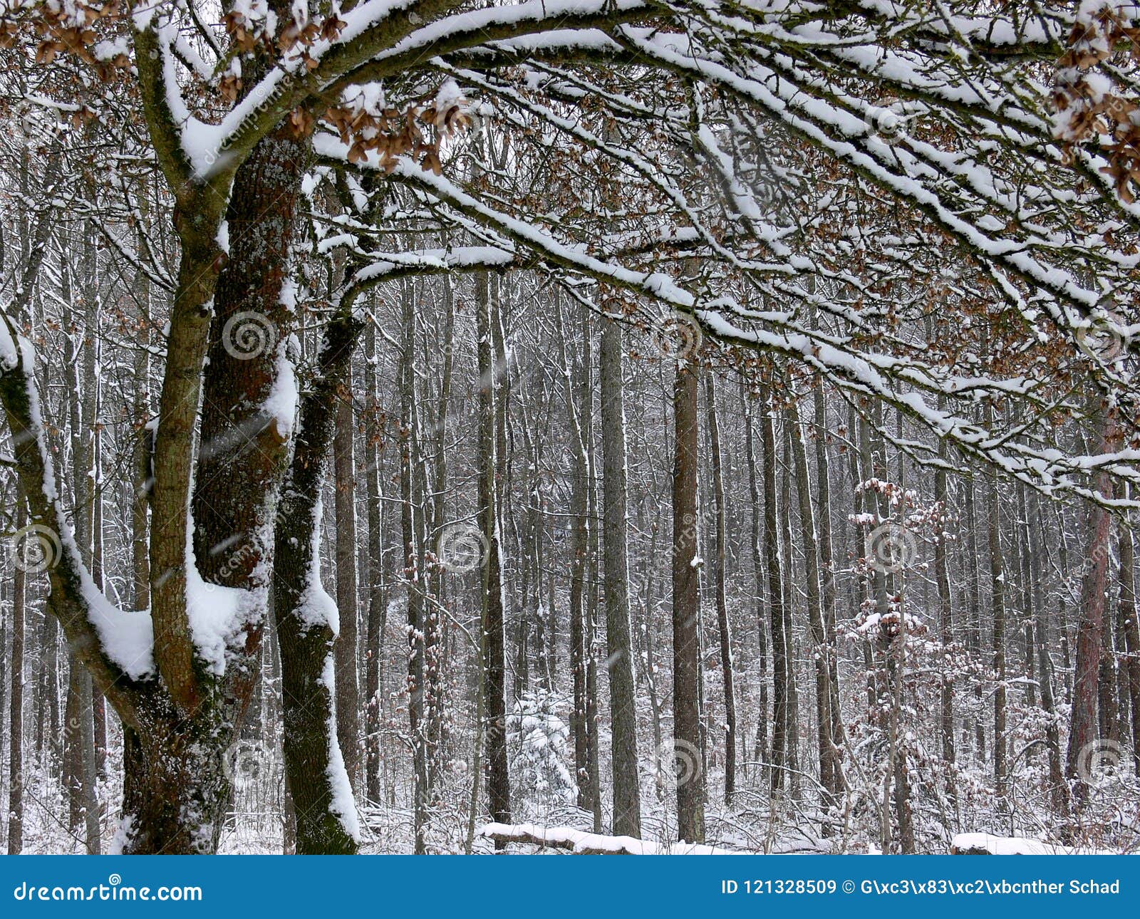 Bare forest after snowfall stock image. Image of white - 121328509